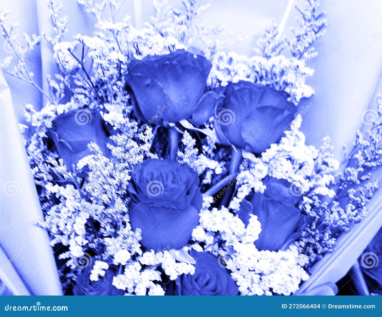 Abstract Beautiful Dark Blue Rose Flower. Dark Blue Roses for the ...