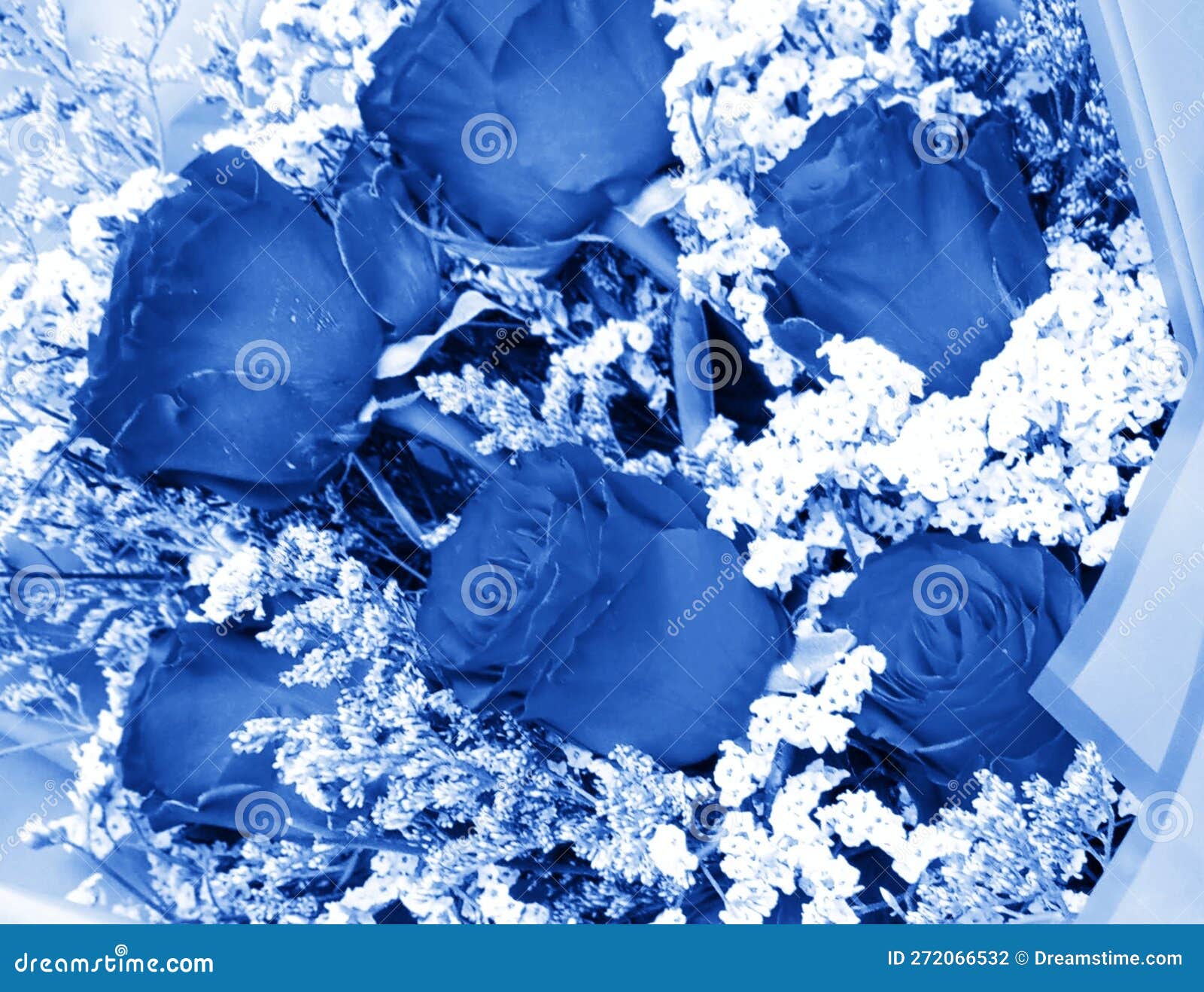 Abstract Beautiful Dark Blue Rose Flower. Dark Blue Roses for the ...