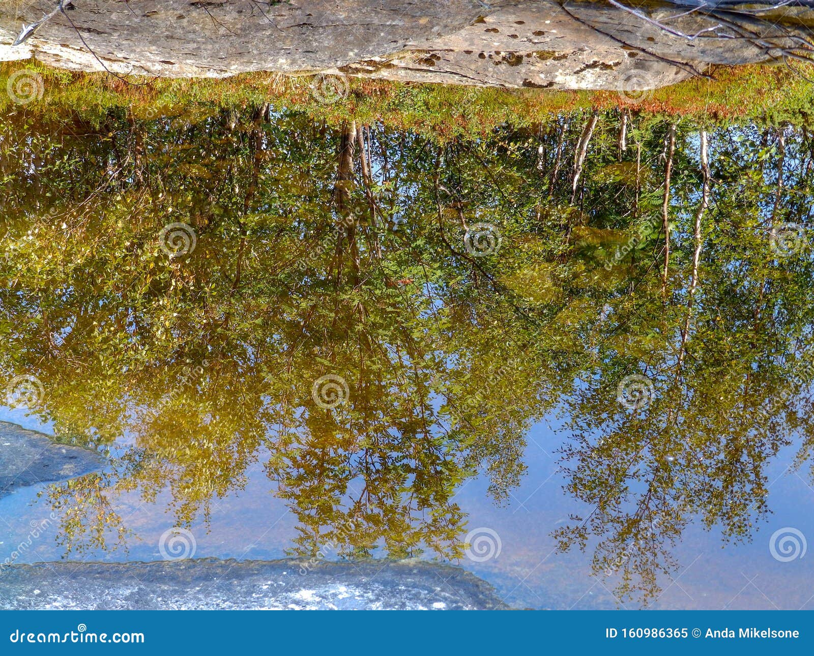 Abstract and Beautiful Tree Reflections of Water Stock Image - Image of ...