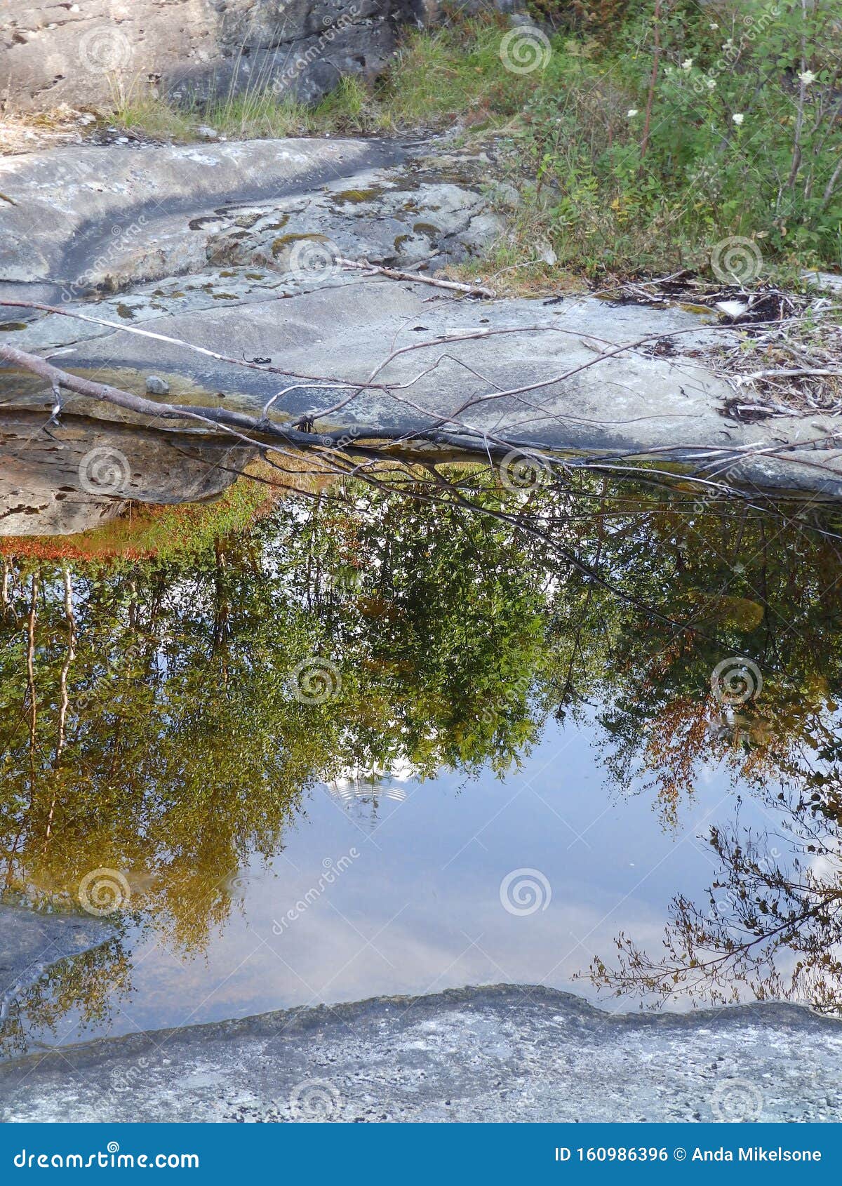Abstract and Beautiful Tree Reflections of Water Stock Photo - Image of ...