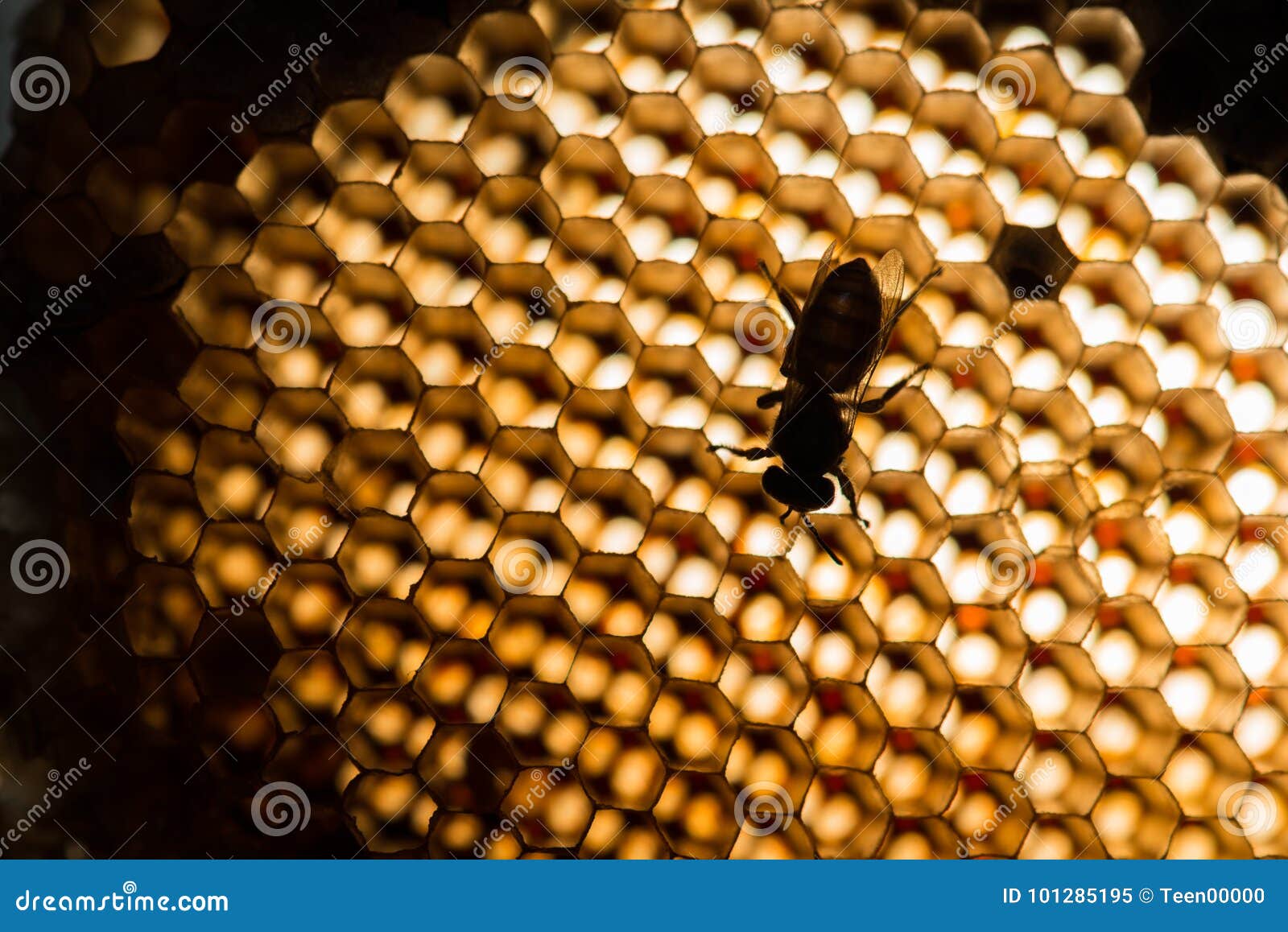 Abstract bee wax texture stock image. Image of nature - 101285195