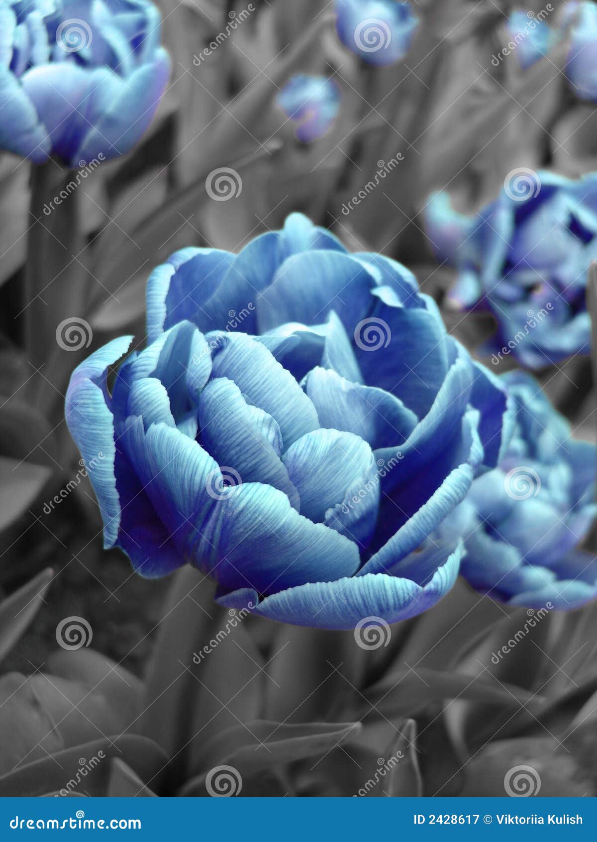 Abstract Beeld Van Blauwe Tulp Stock Afbeelding - Image of sluit, flora ...