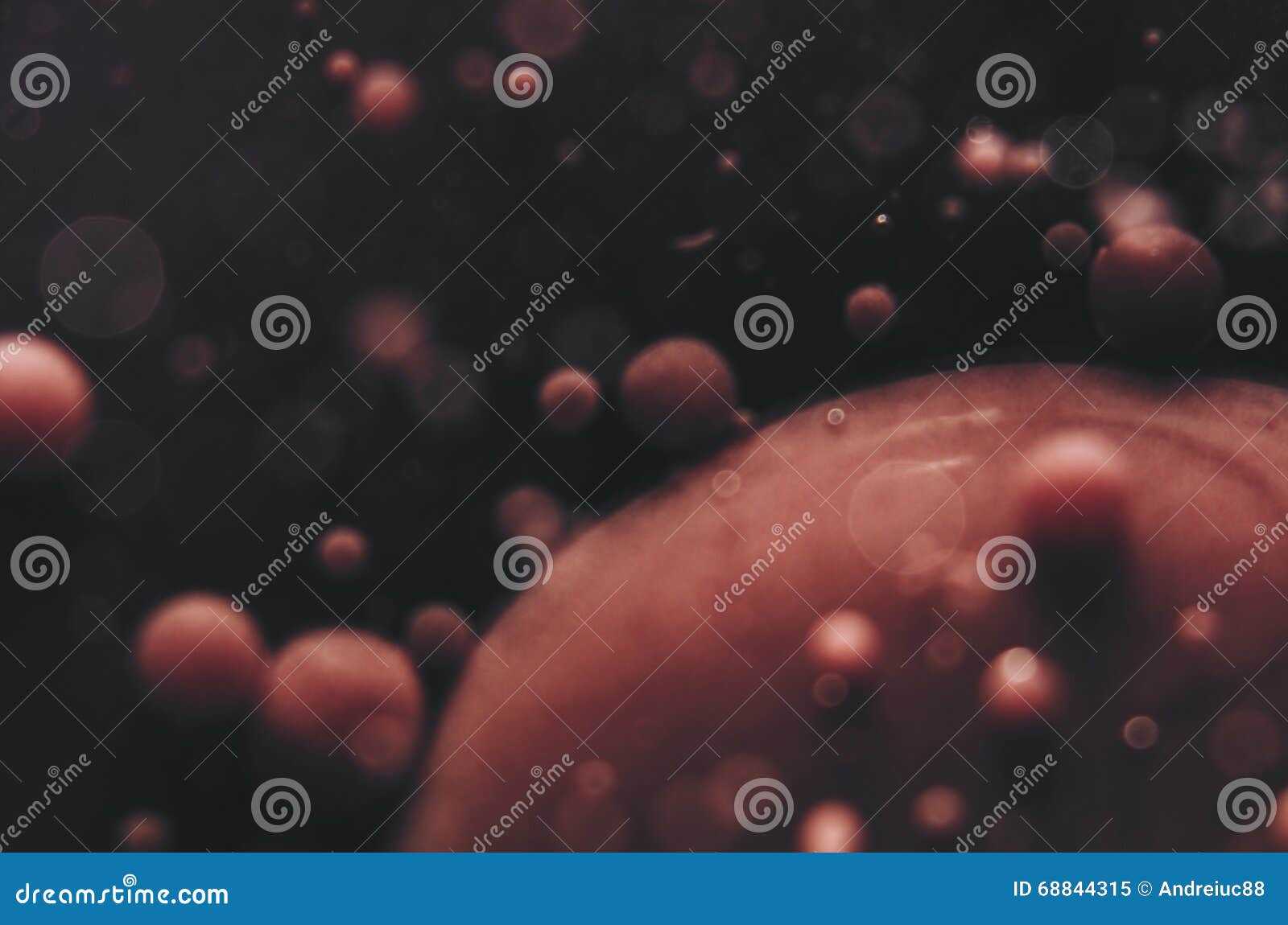 Abstract Biologic Red Blood Cells Under Microscope Stock Image - Image ...