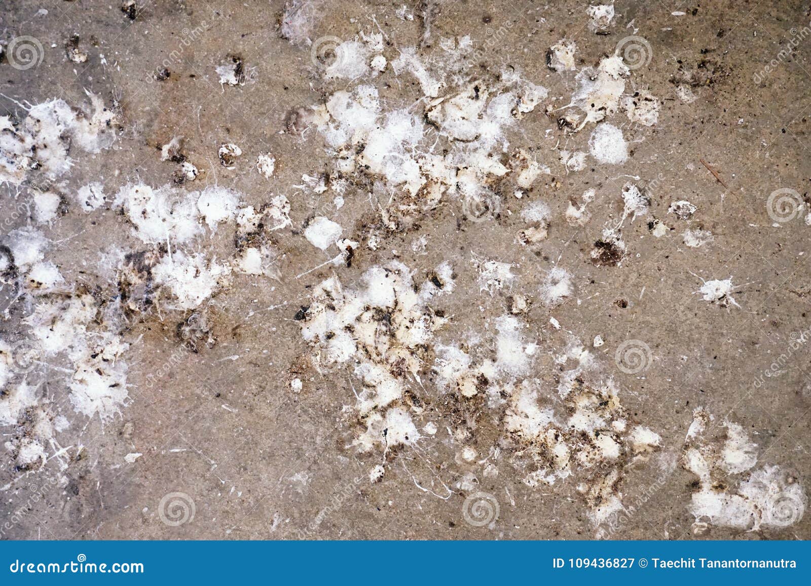 Abstract bird shit stock image. Image of disease, natural - 109436827