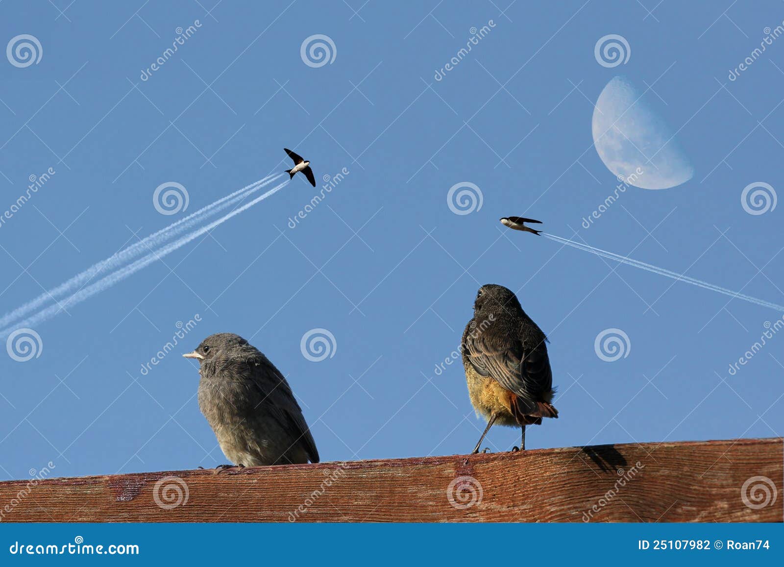 Abstract birds flight show stock photo. Image of clear - 25107982
