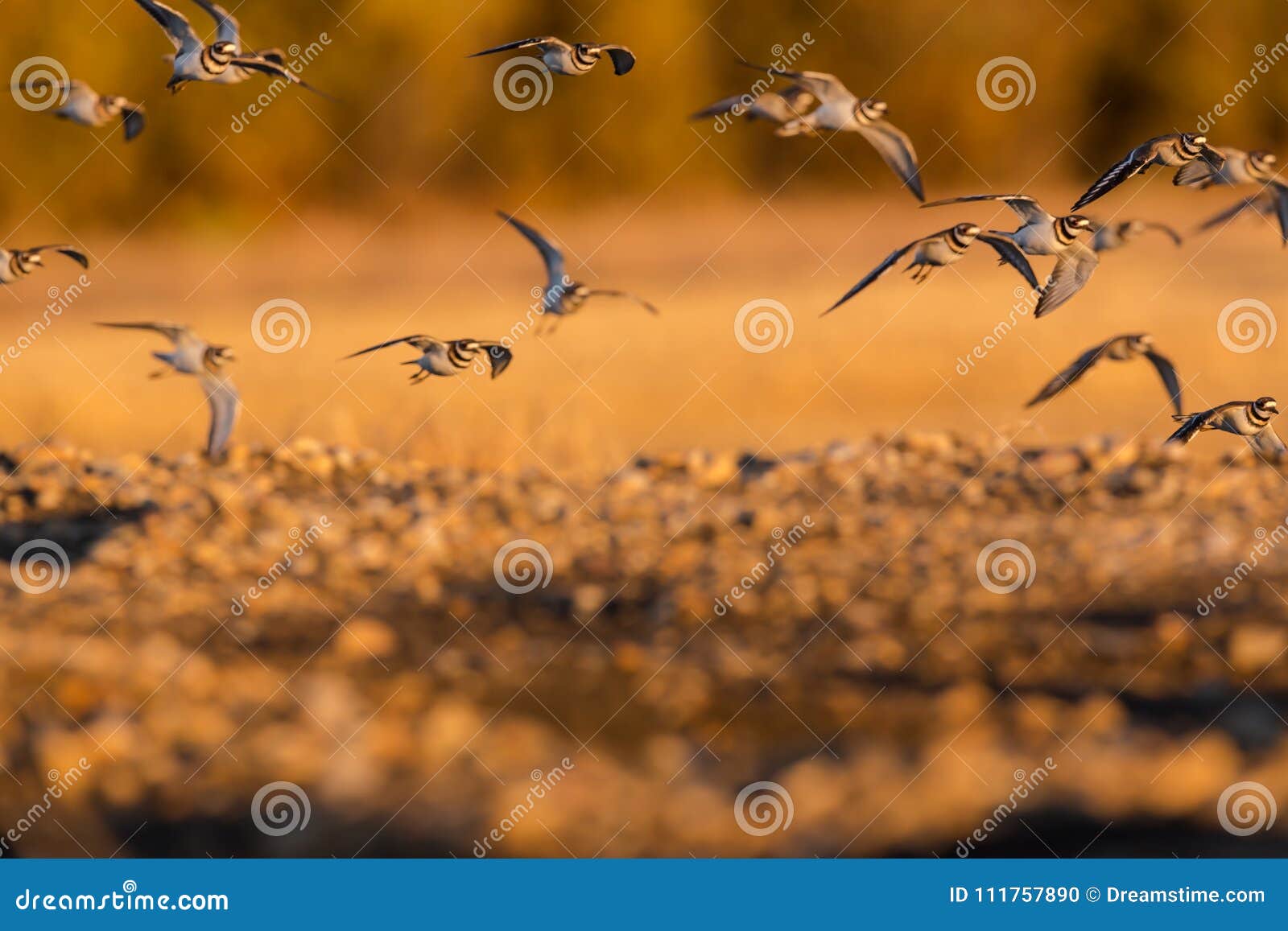 Abstract Birds in Flight Sunset Stock Photo - Image of sunset, group ...