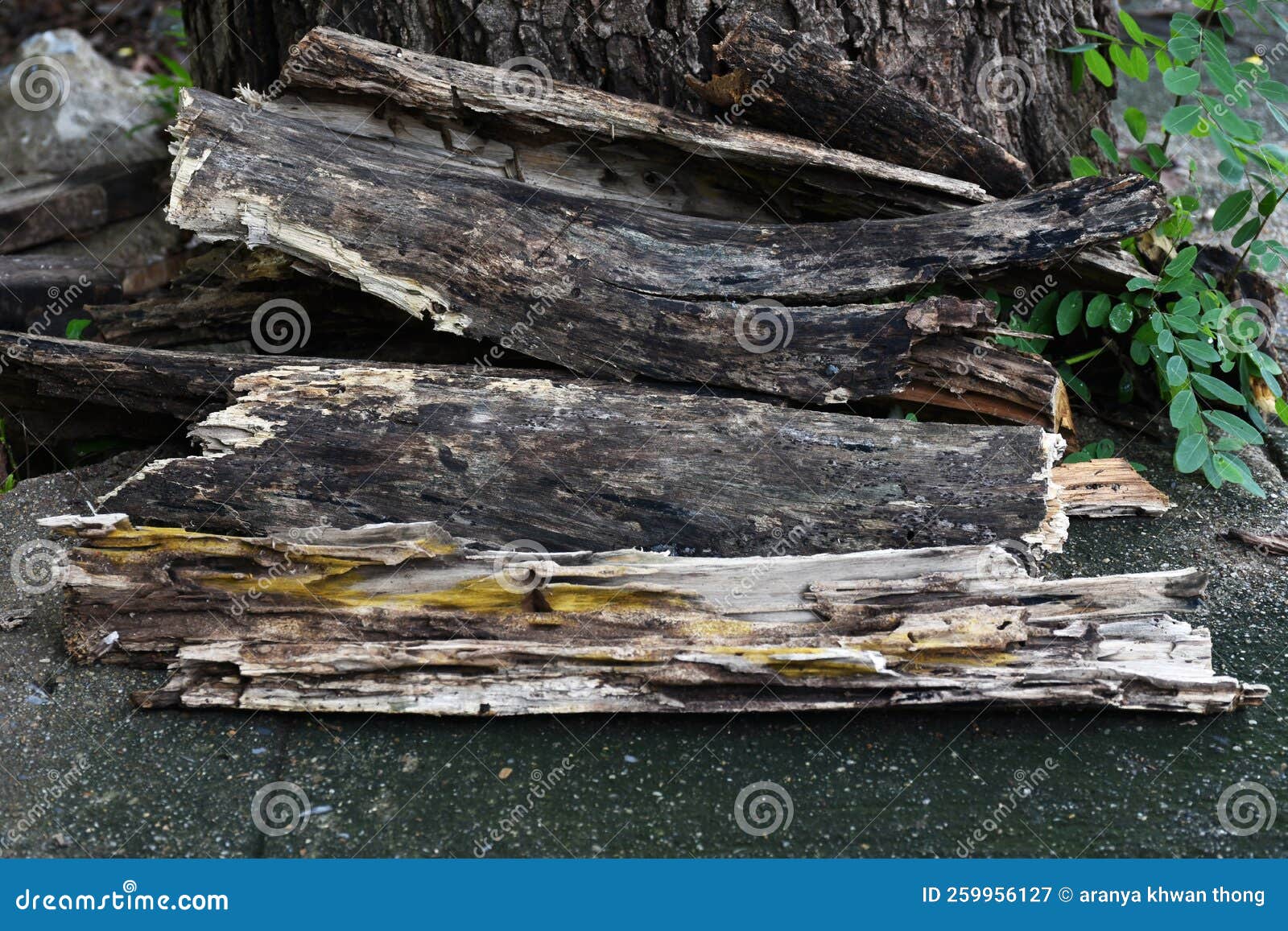 Abstract Black and Gray Decayed Old Logs Laid Out on the Floor Stock ...