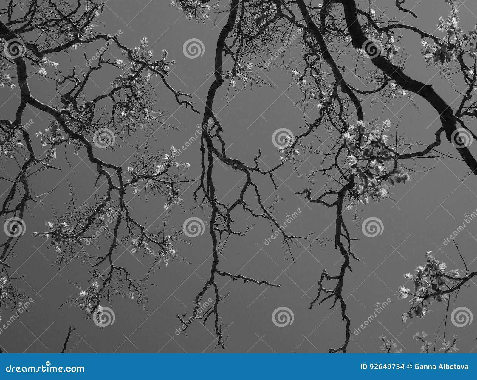 Abstract Black and White Background with Acacia Tree Branches ...