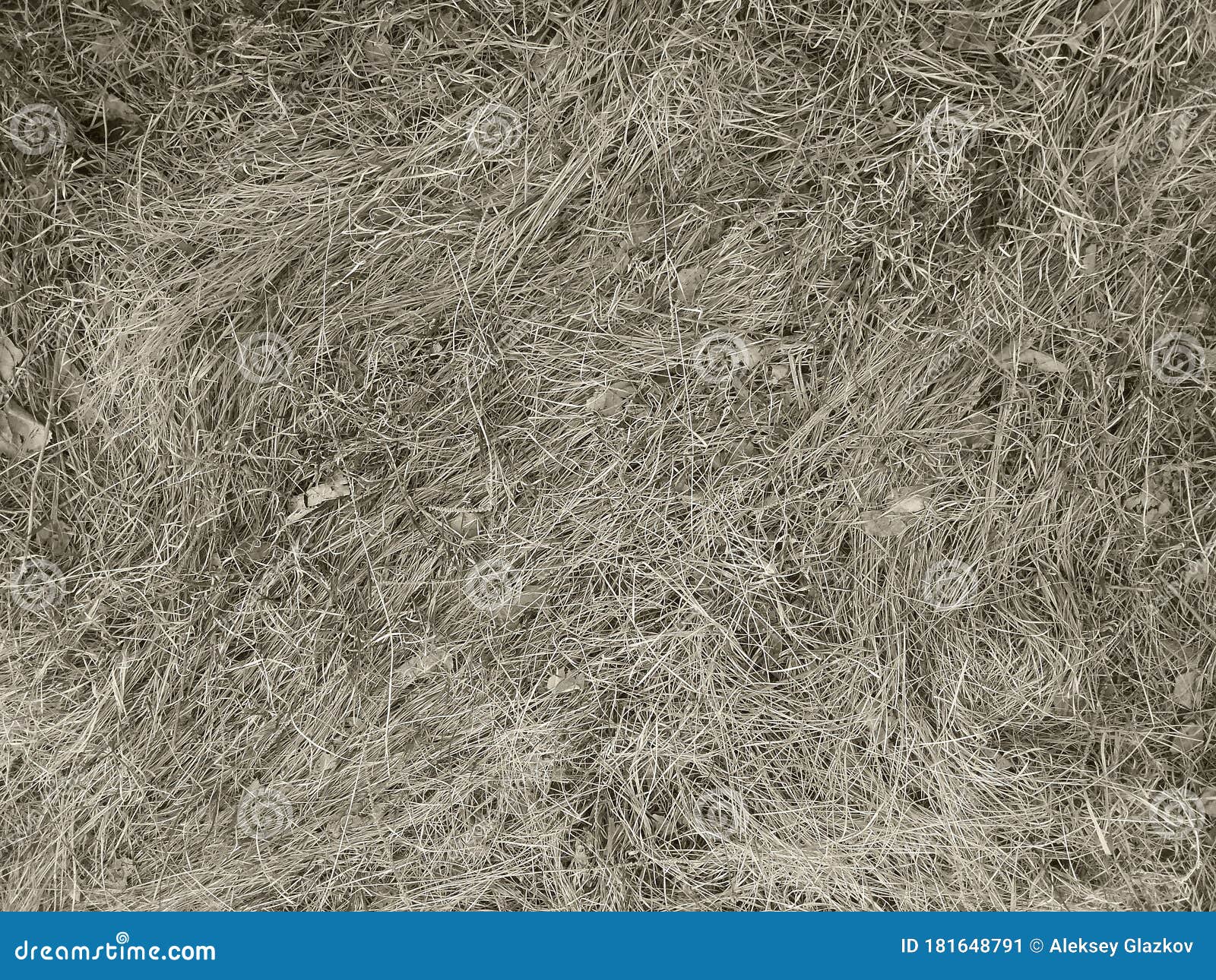 Abstract Black and White Dense Grass Texture Stock Image - Image of ...