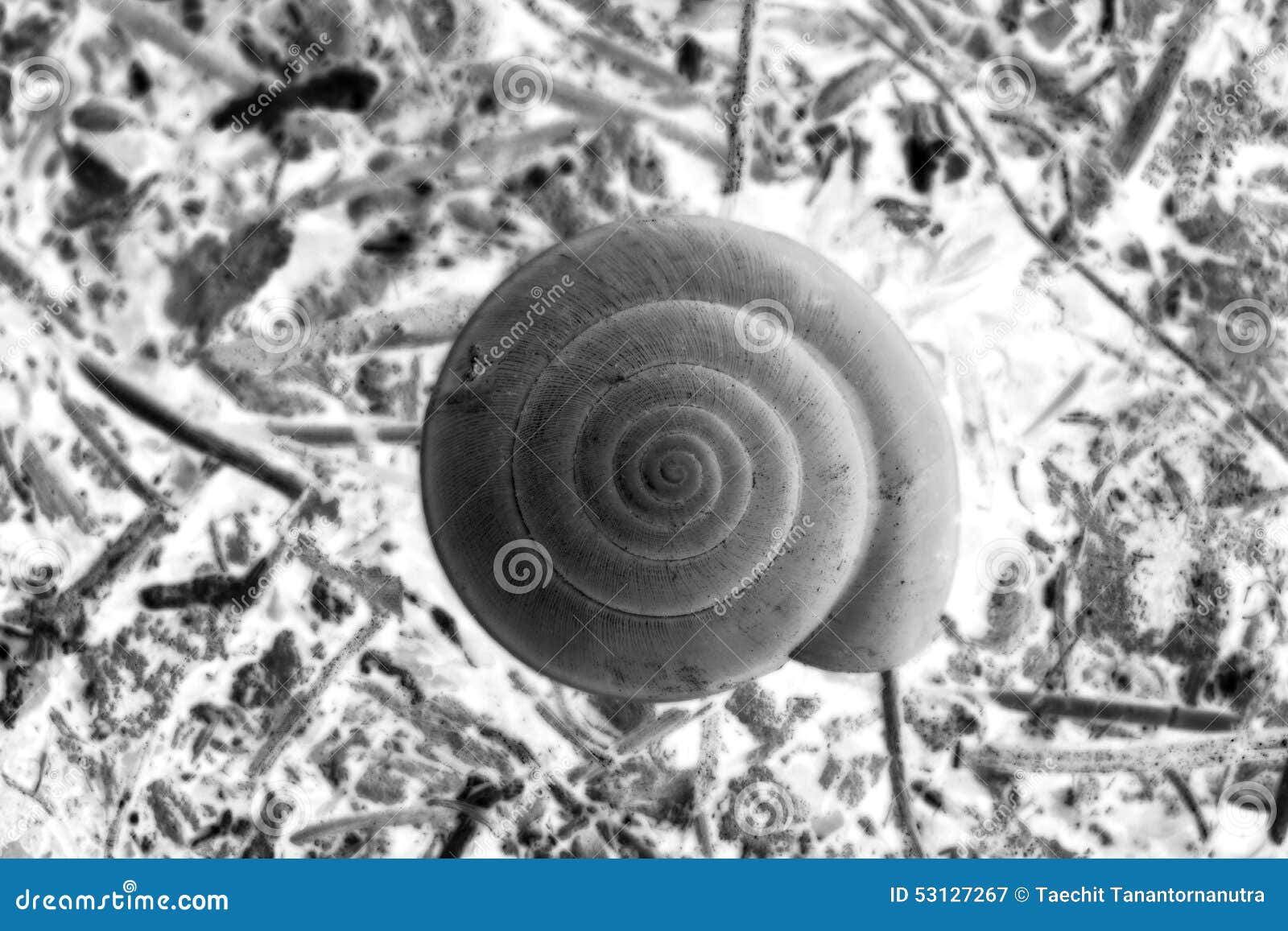 Abstract Black and White Snail Shell Stock Image - Image of brown ...