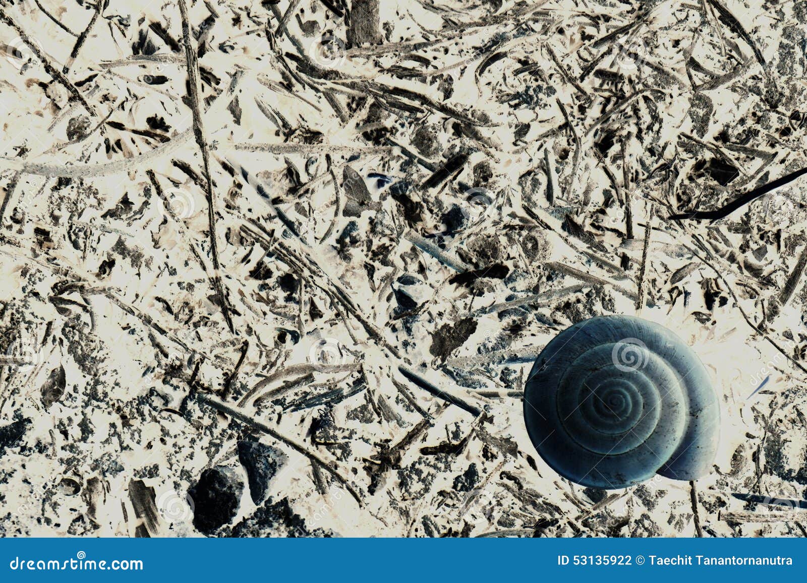 Abstract Black and White Snail Shell Stock Photo - Image of brown ...