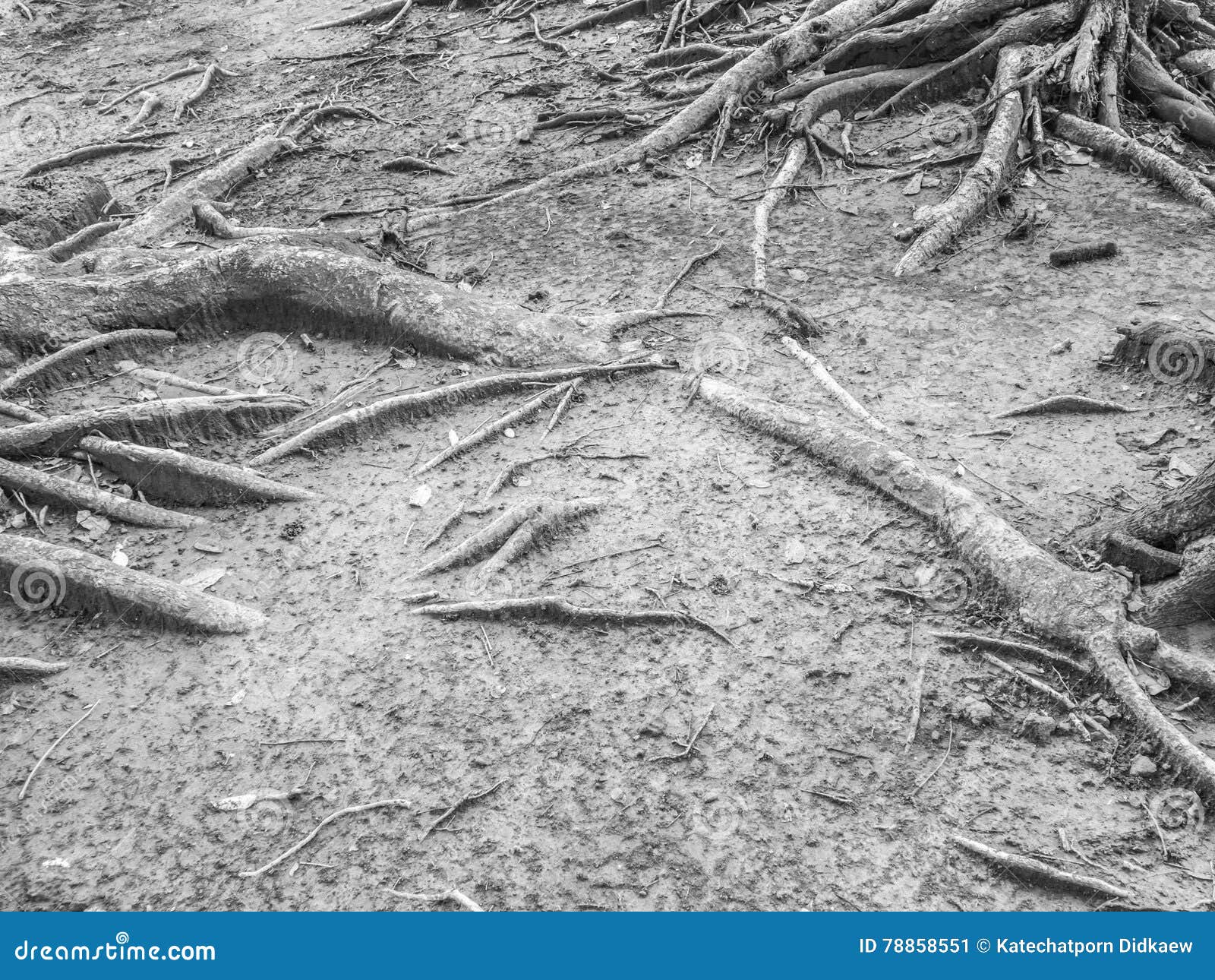 Abstract Black and White of Tree Roots and Soil Stock Image - Image of ...
