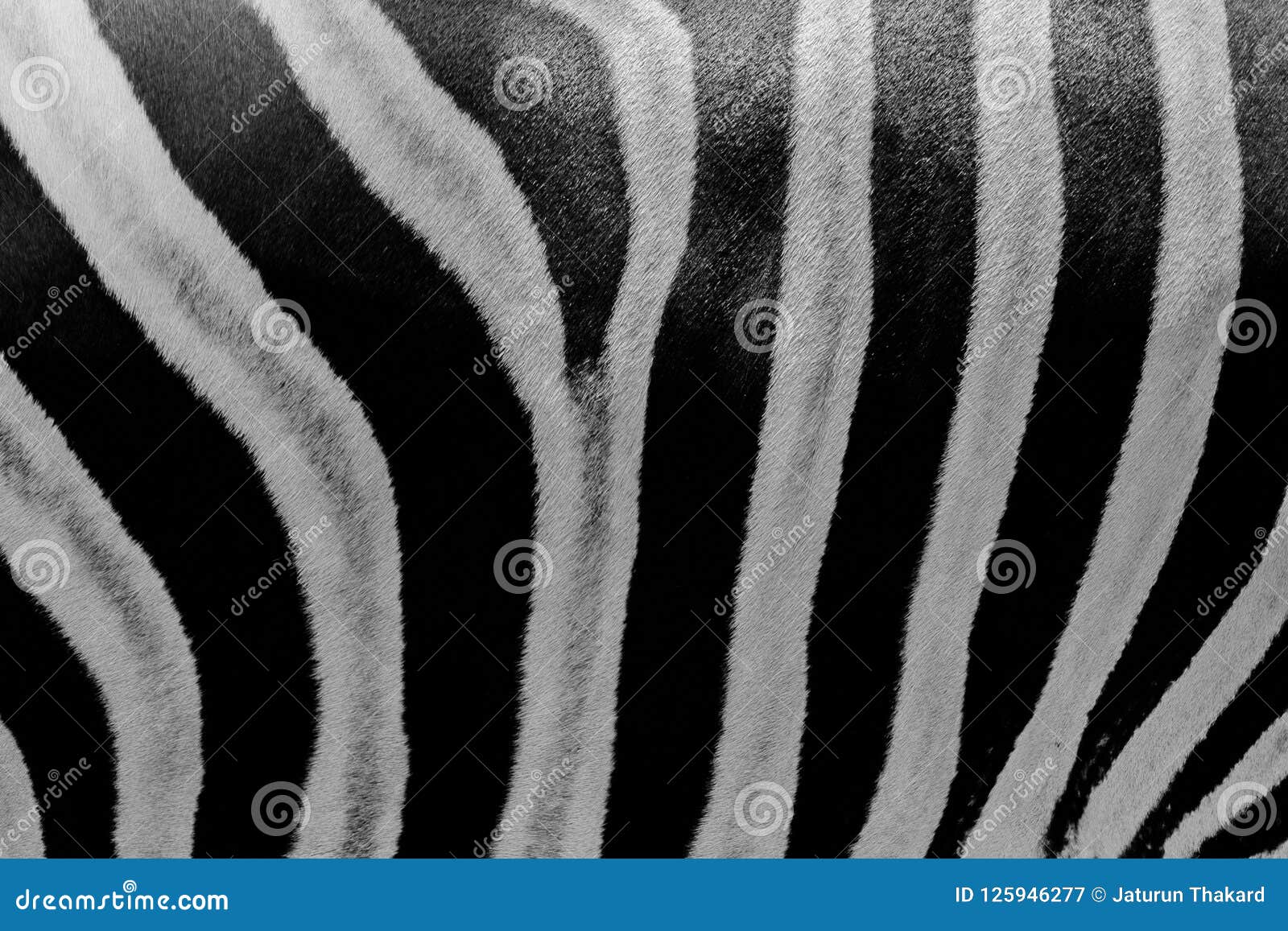 Zebra In Natural Habitat Stock Photography | CartoonDealer.com #15610298