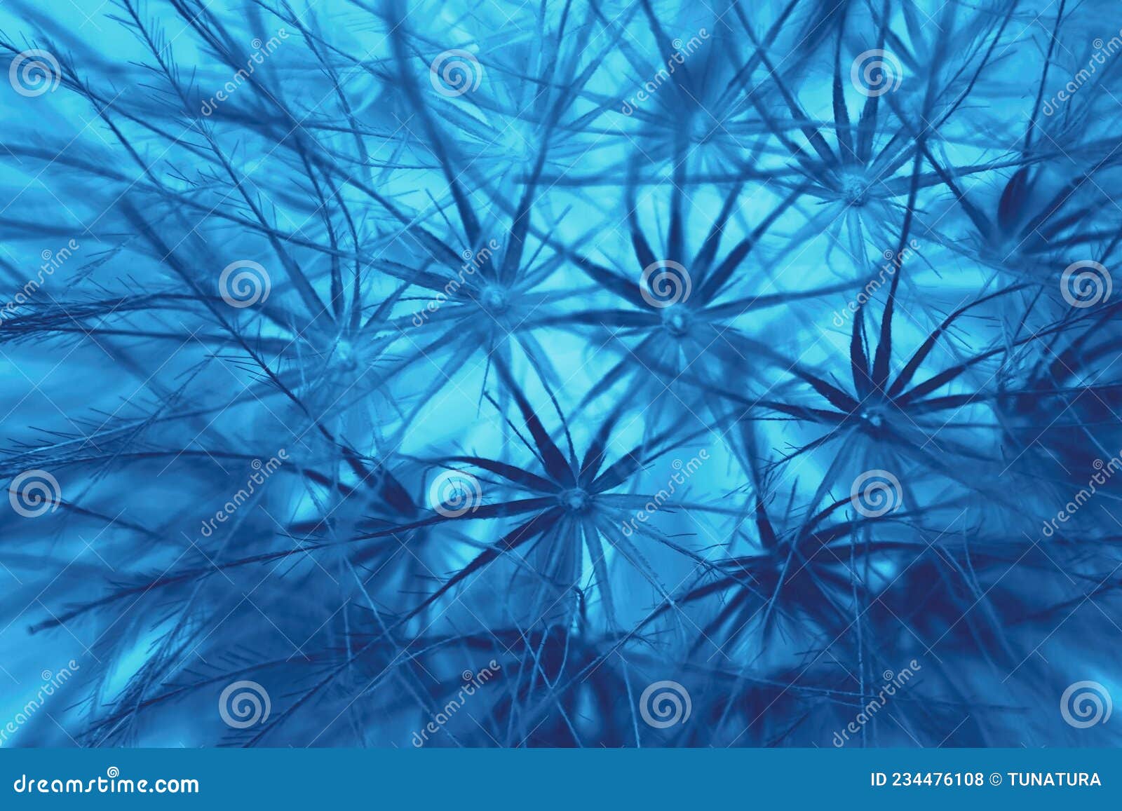 Abstract Blue Flower Close Up, Negative Photo Effect Stock Photo ...