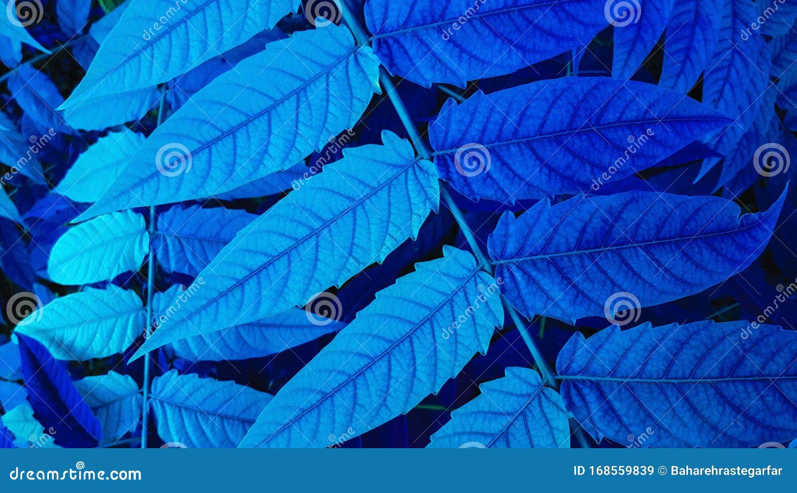 Blue Foliage Of Chinese Fir Tree Cunninghamia Lanceolata `Glauca ...