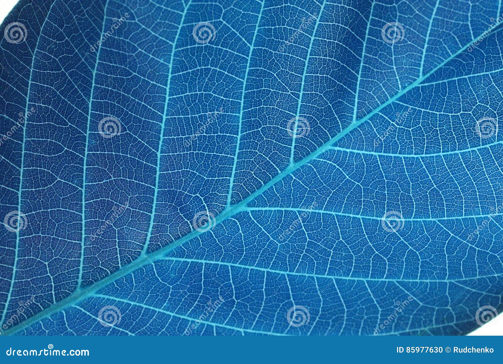 Abstract Blue Leaf Background Stock Photo - Image of foliage ...