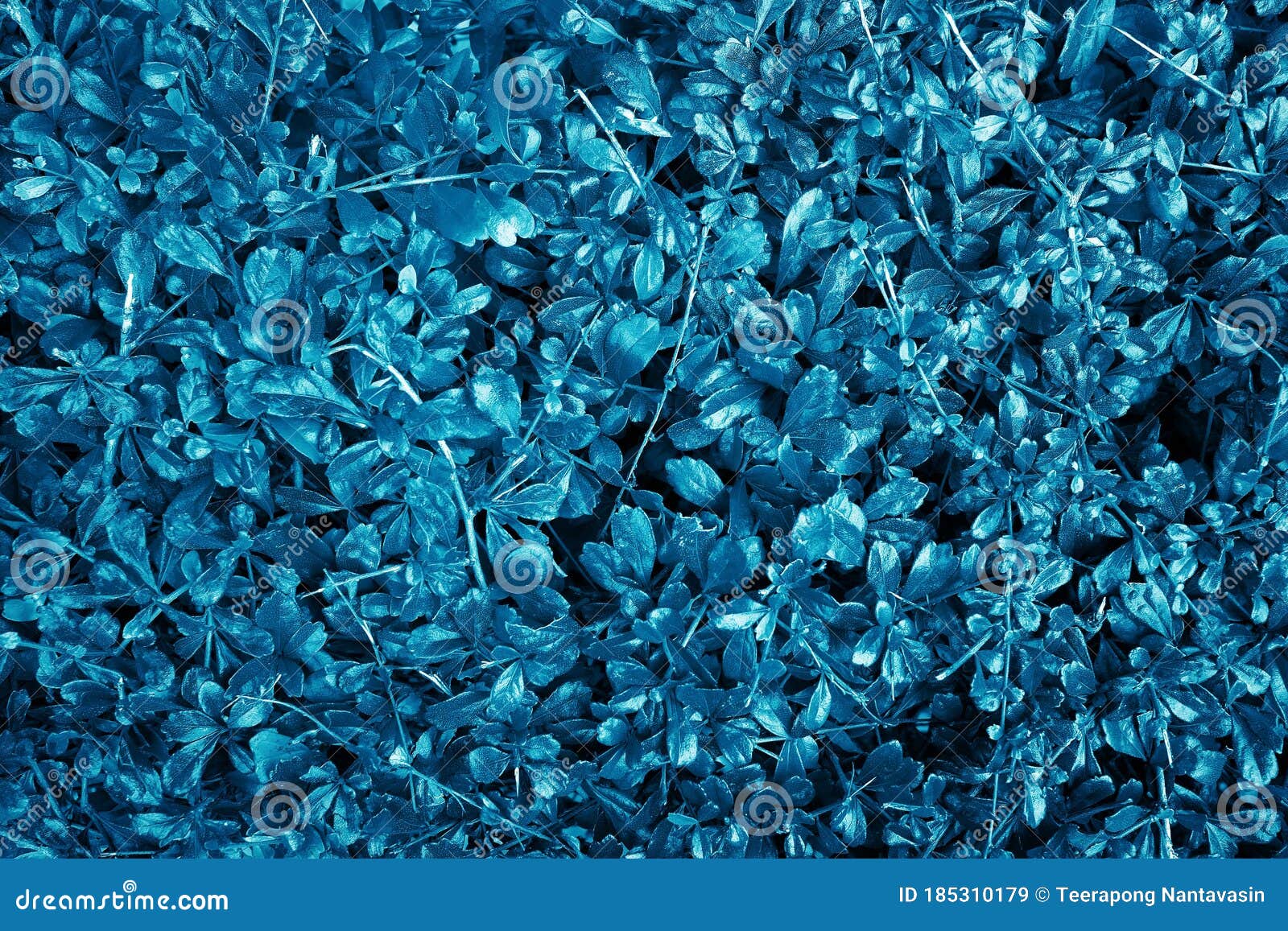 Abstract Blue Leaves Texture Background. Stock Image - Image of ...