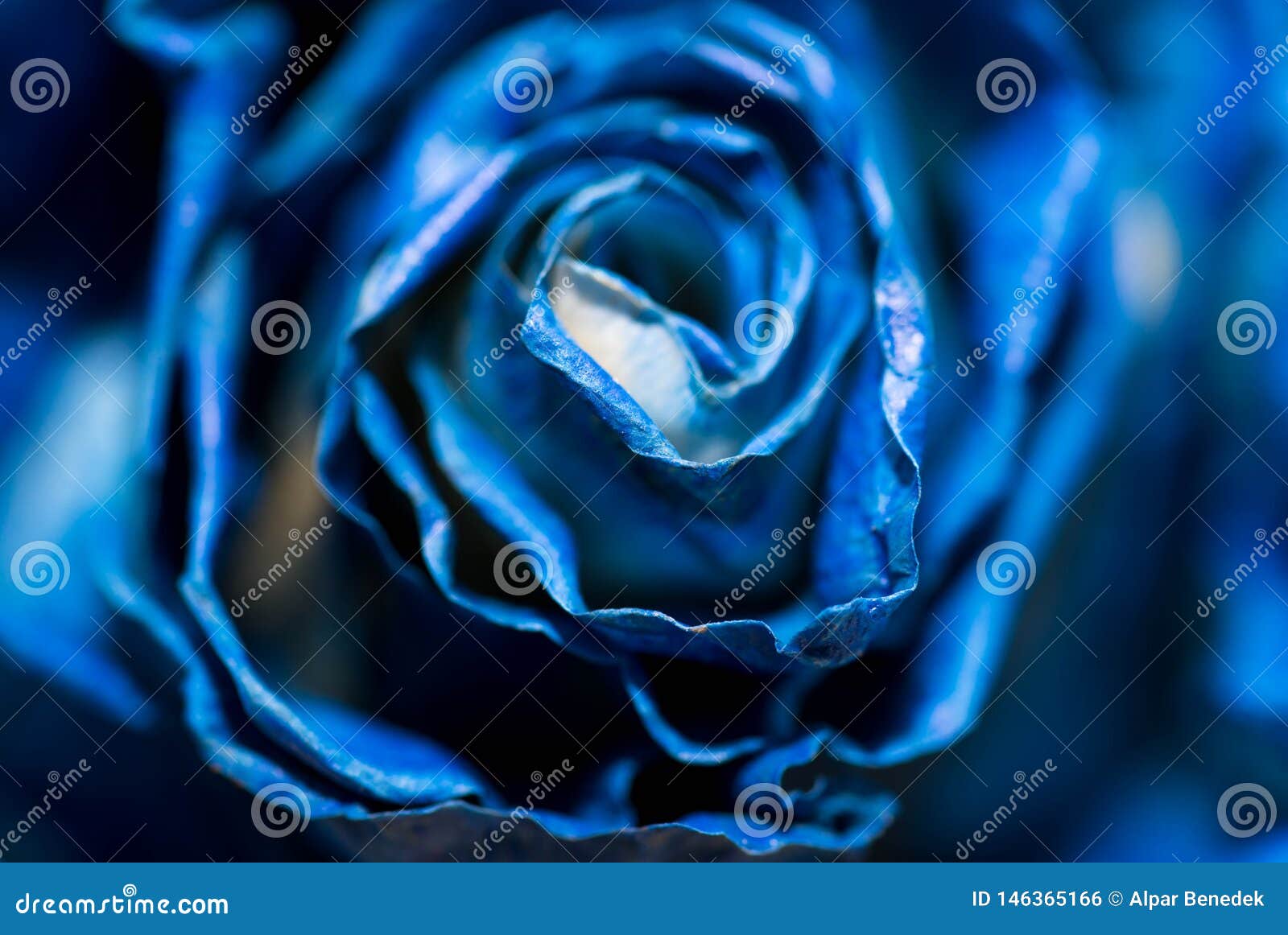 Abstract Blue Rose Close Up Macro Shot Stock Photo - Image of macro ...