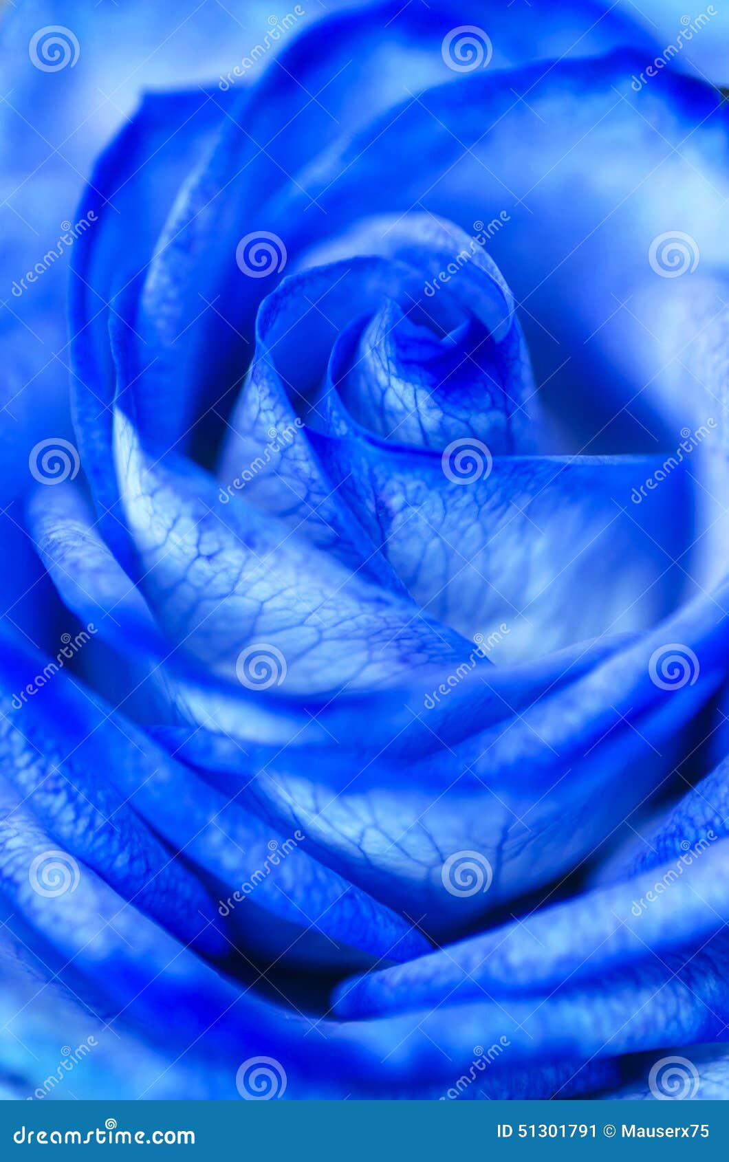 Abstract Blue Rose stock image. Image of love, beauty - 51301791