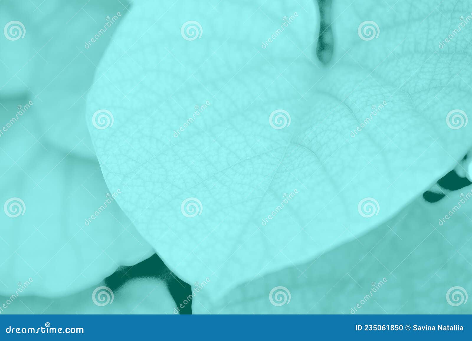 Abstract Blue Texture Nature Background Leaves Stock Photo - Image of ...