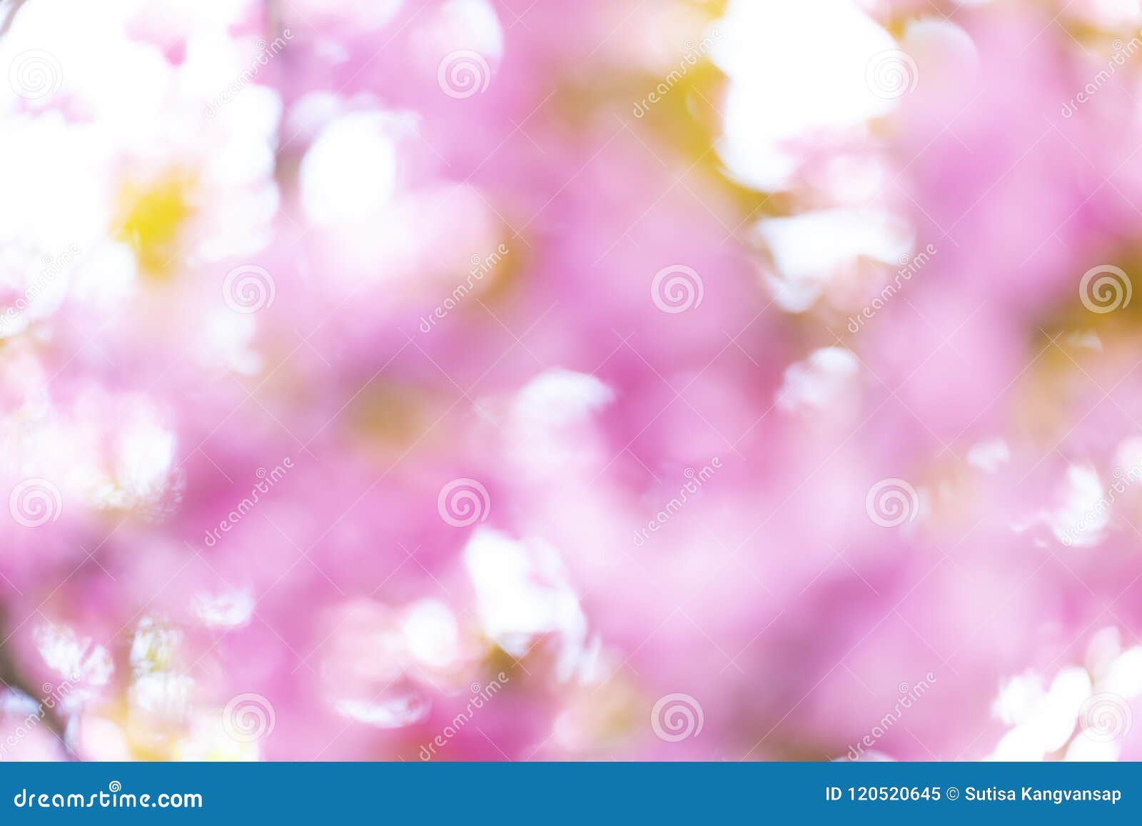 Abstract Blur Background from Color of Flower Texture Stock Image ...