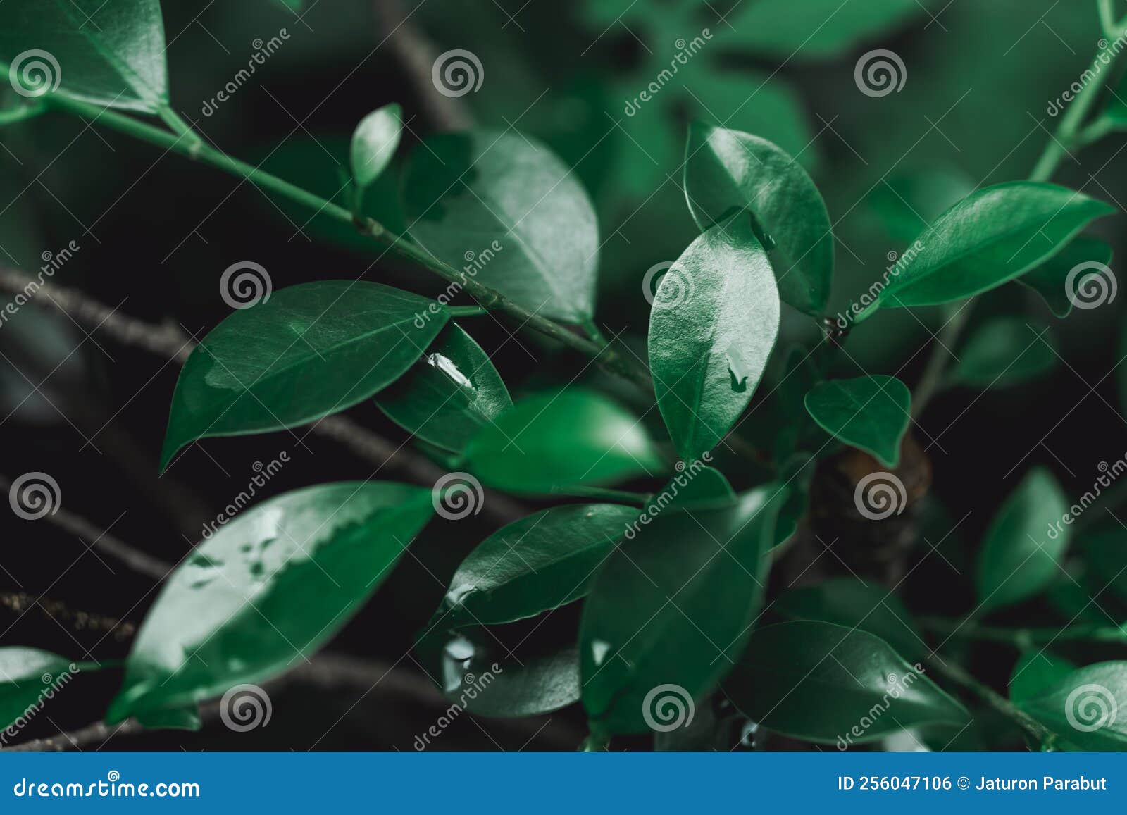 Abstract Blur Nature View of Dark Green Leaf on Greenery Background ...