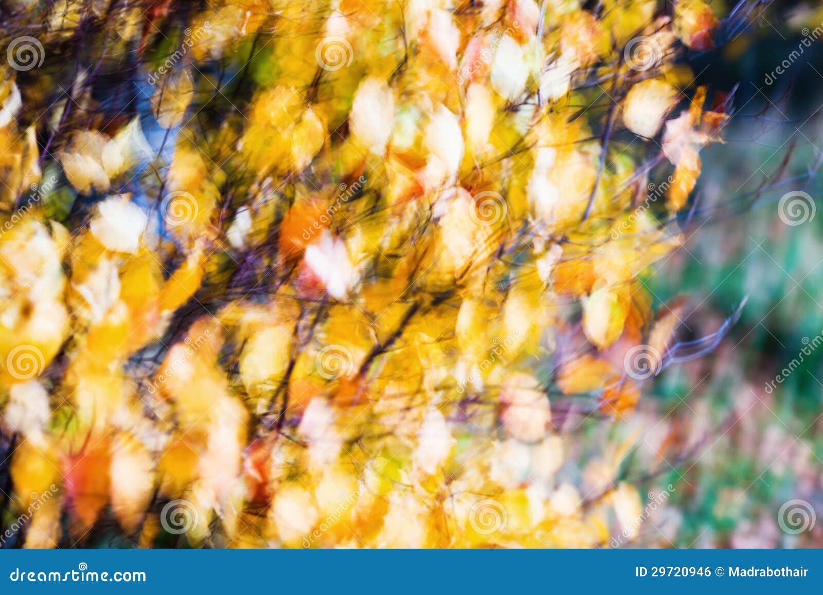 Abstract Blur of Autumn Leaves Stock Photo - Image of yellow, fall ...