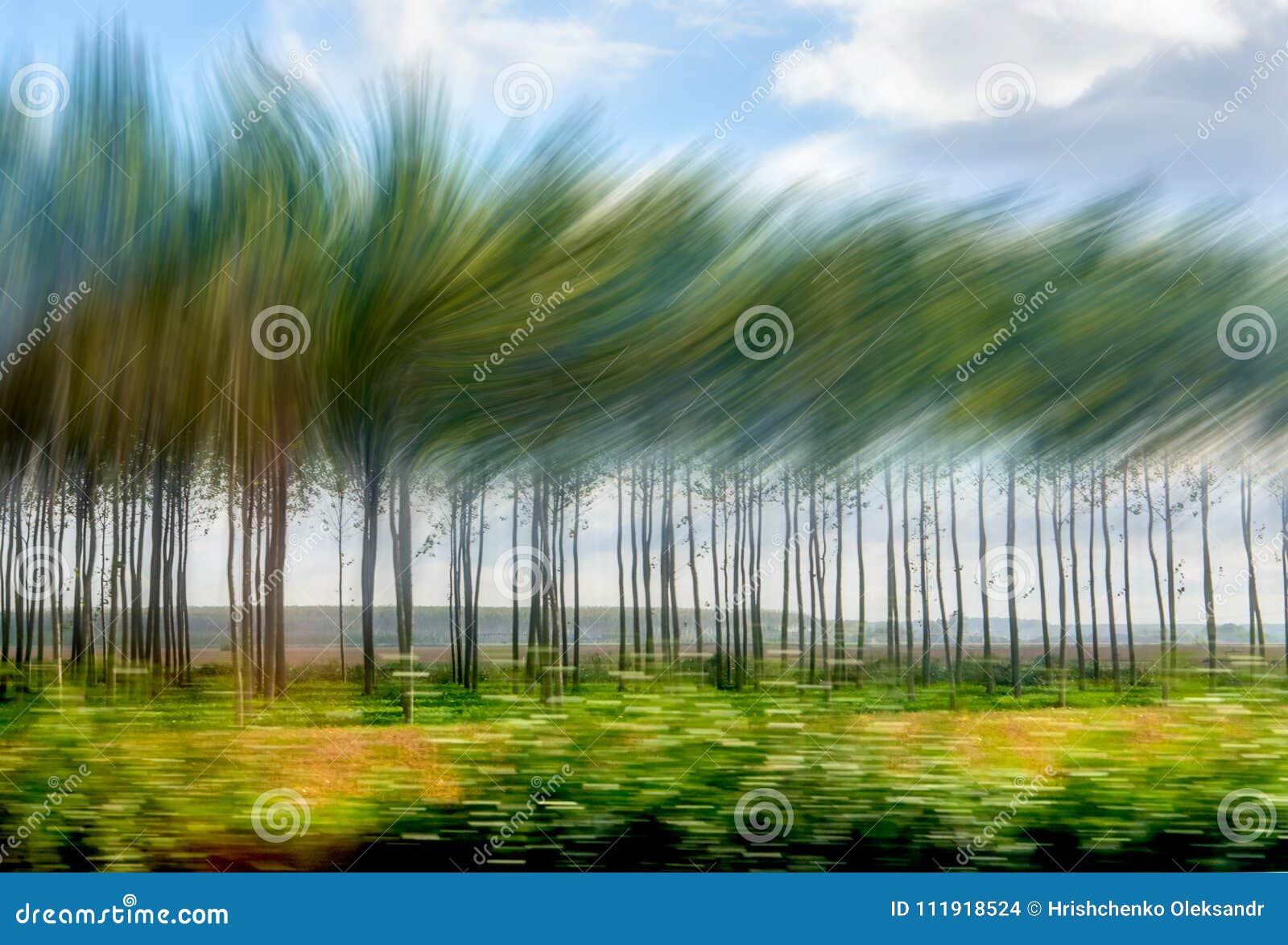The Abstract Blur of in Row Standing Trees. Blurred Trees in Motion ...
