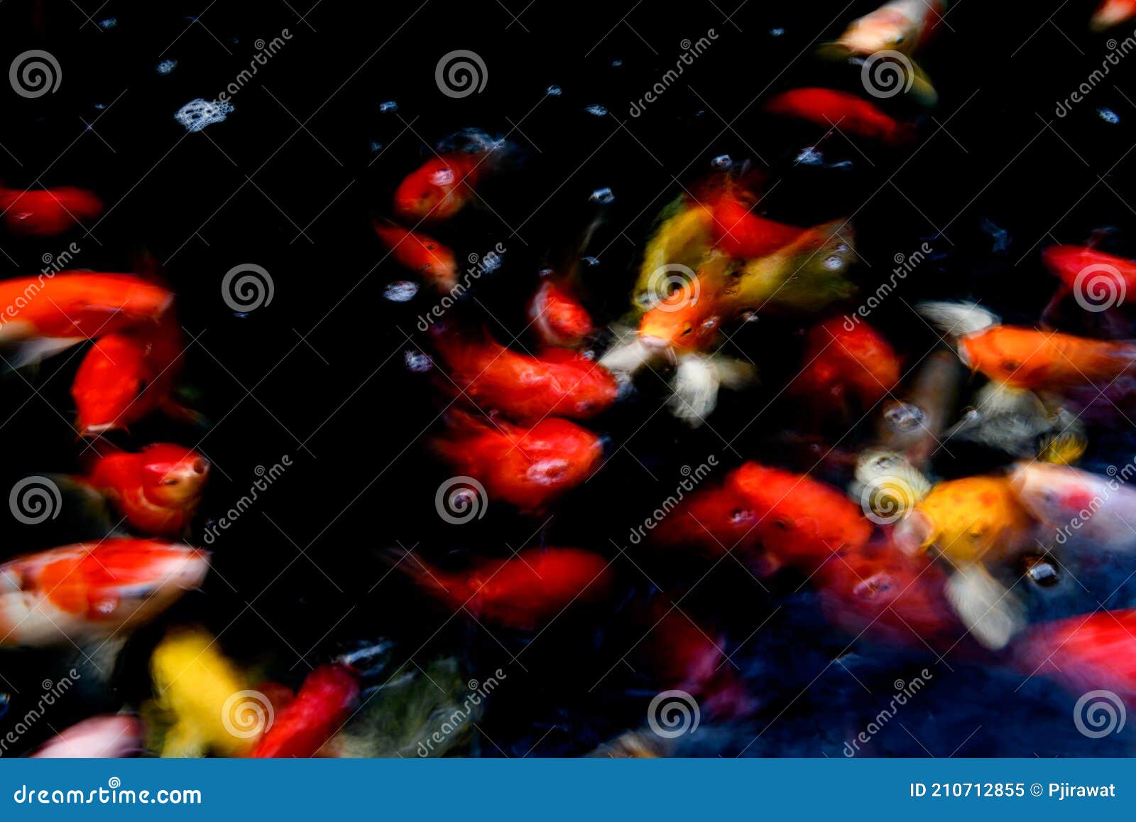 Abstract Blurred Background of Fancy Carp Fish Pond Stock Image - Image ...
