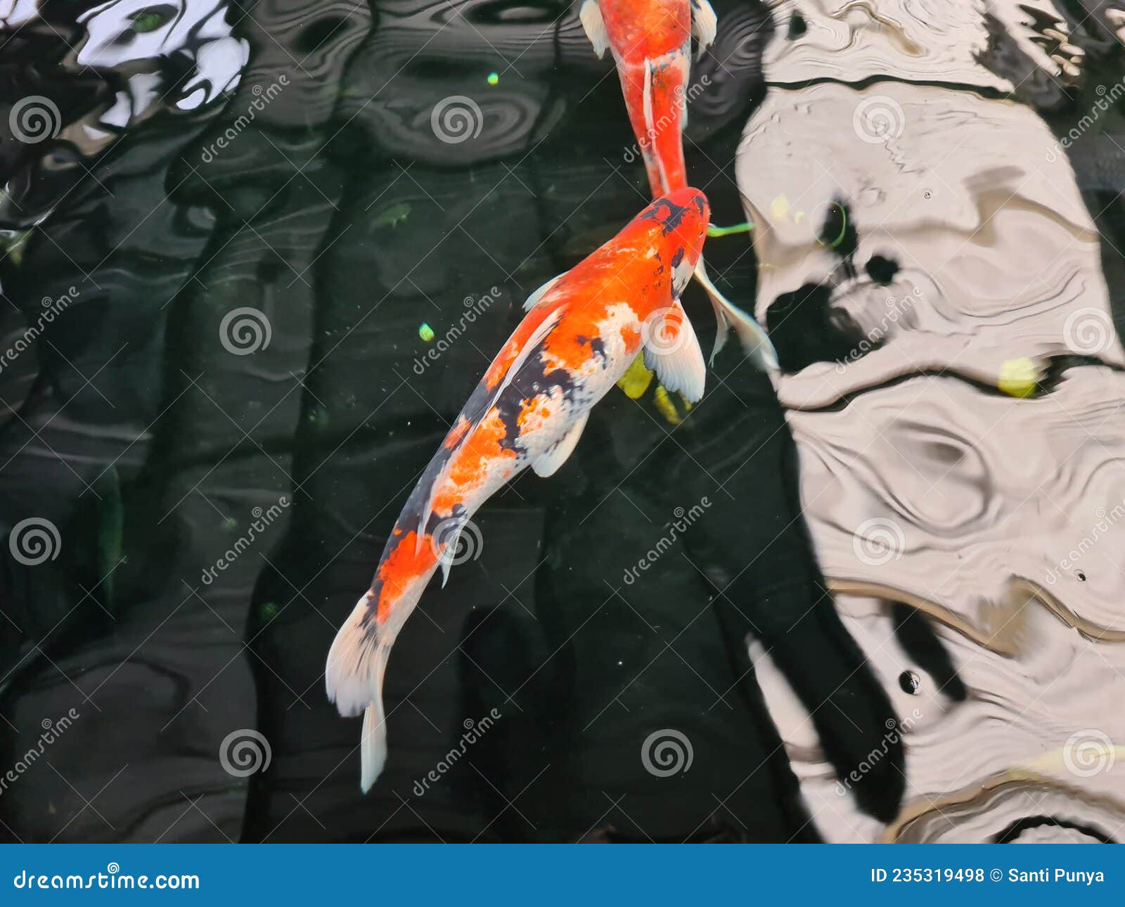Abstract Blurred Background of Fancy Carp Fish Pond. Stock Photo ...