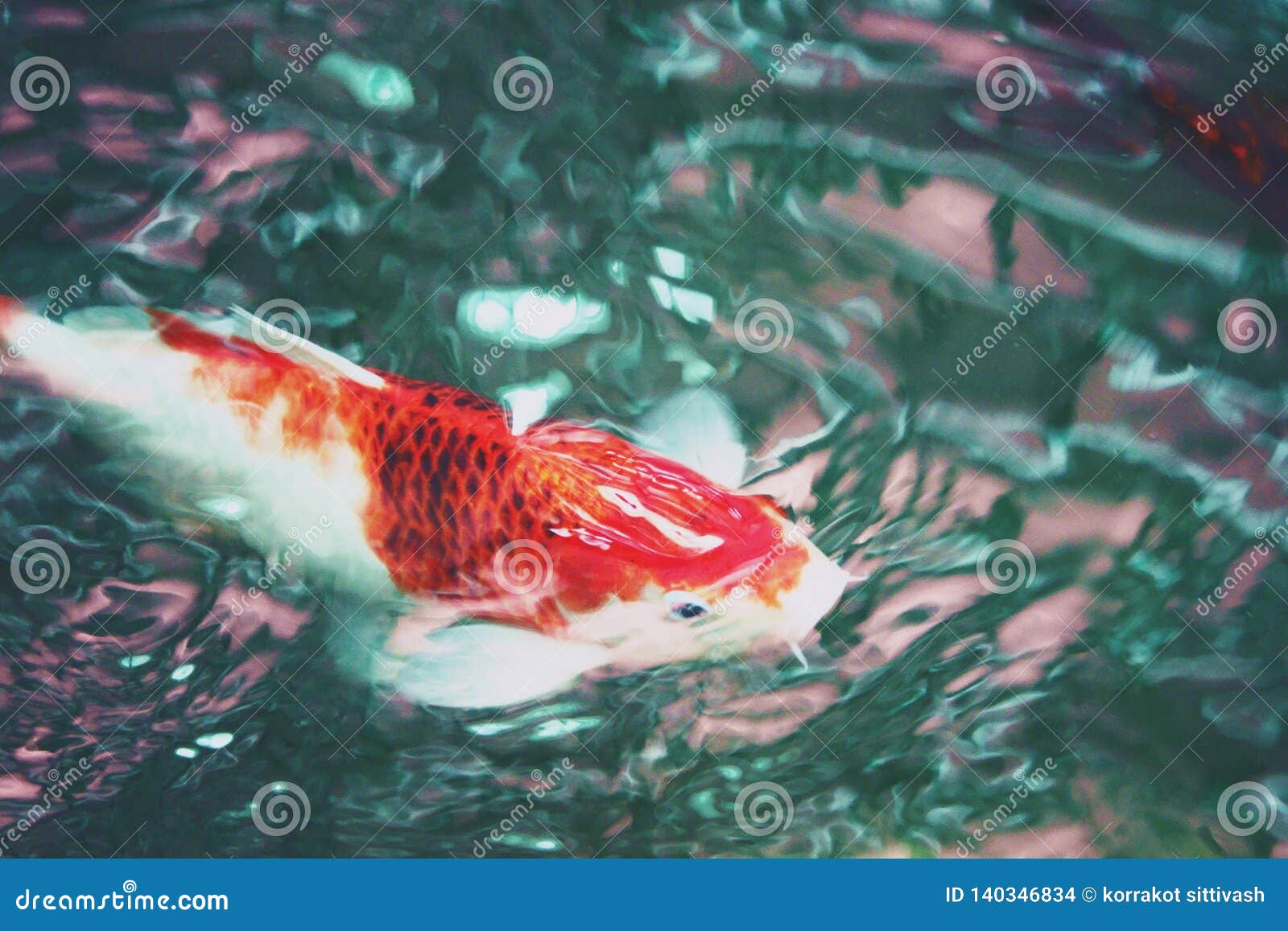 Abstract Blurred Fancy Carp Fish, Koi Fish, Swimming in the Pond Stock ...