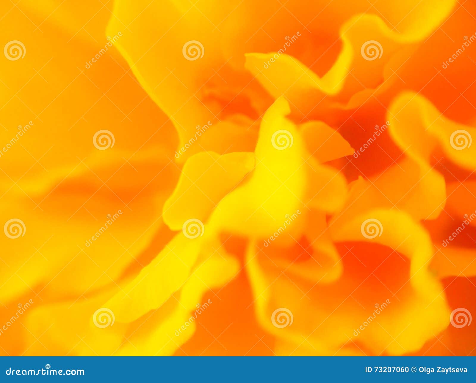Abstract Blurred Yellow-orange Flower Texture Stock Photo - Image of ...