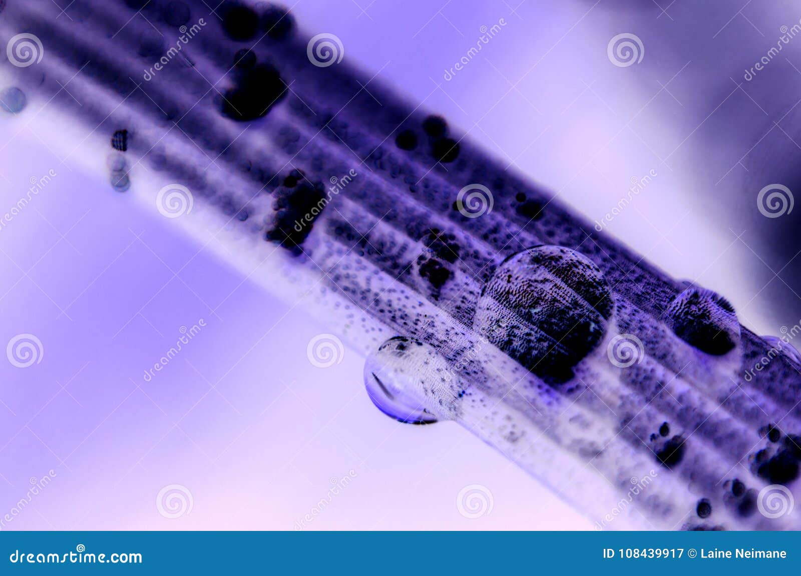 Macro Shot of Piece of Grass with Rain Drops. Inverted Colors Stock ...