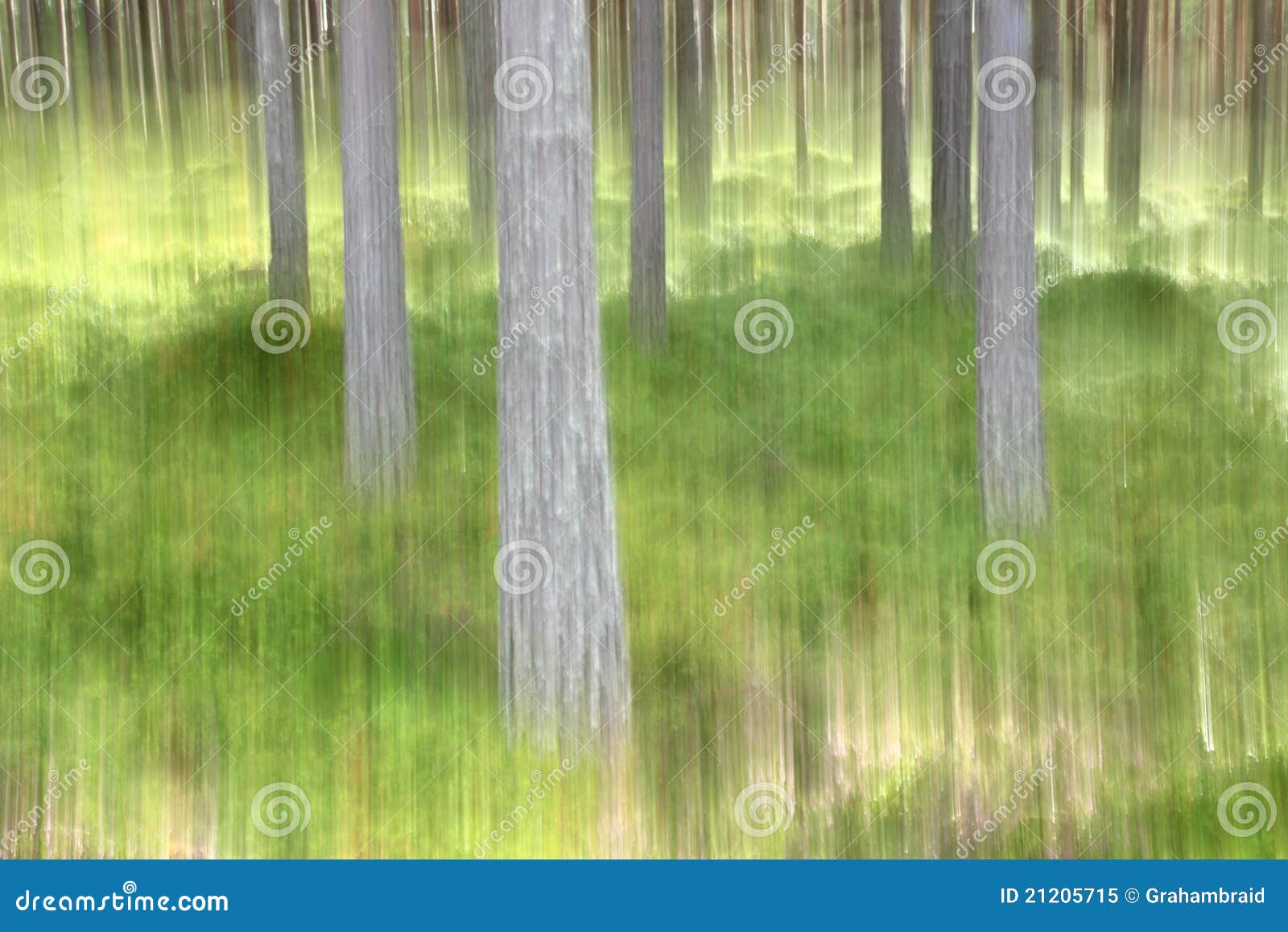 Abstract Blurry Forest Scene Stock Image - Image of long, exposure ...
