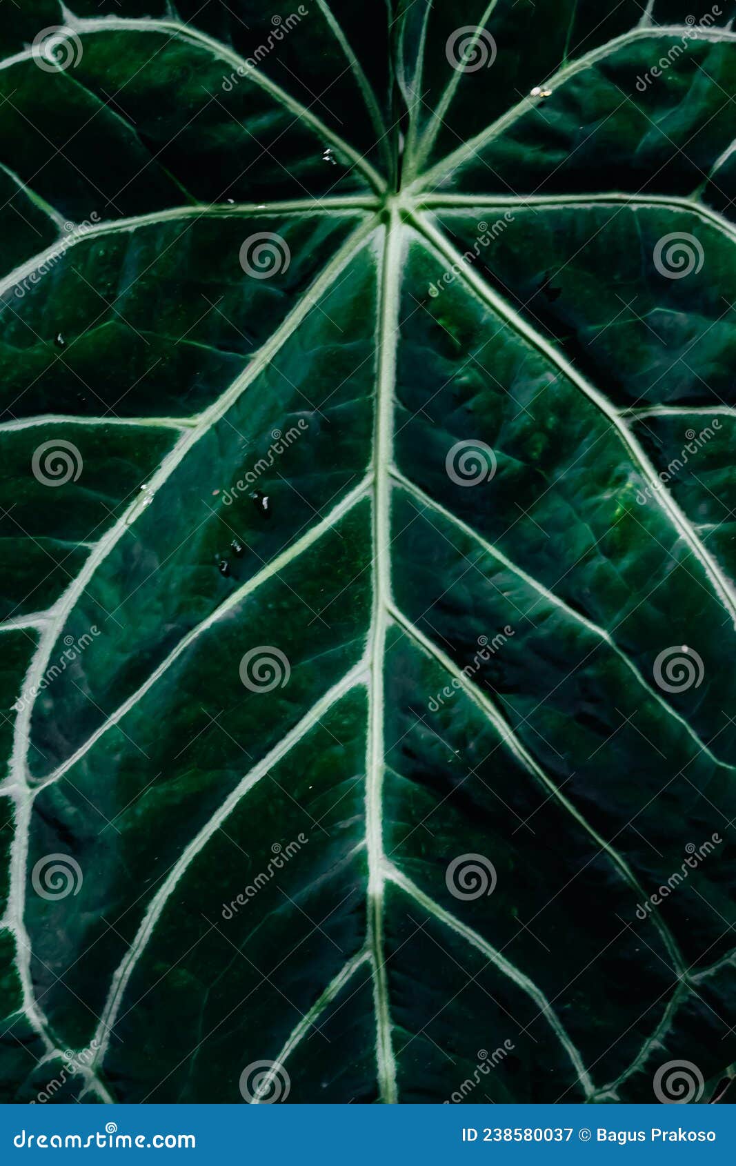 Abstract Bone Leaf Pattern from the Green Tropical Laceleaf Plant Make ...
