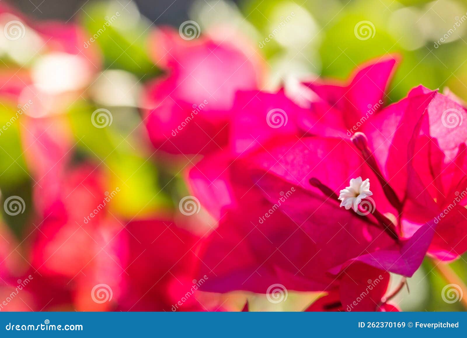 Abstract of Beautiful Pink Bougainvillea Blossom Fower Stock Image ...