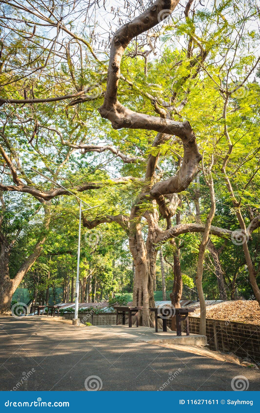 Abstract of Bough Tree stock image. Image of environment - 116271611