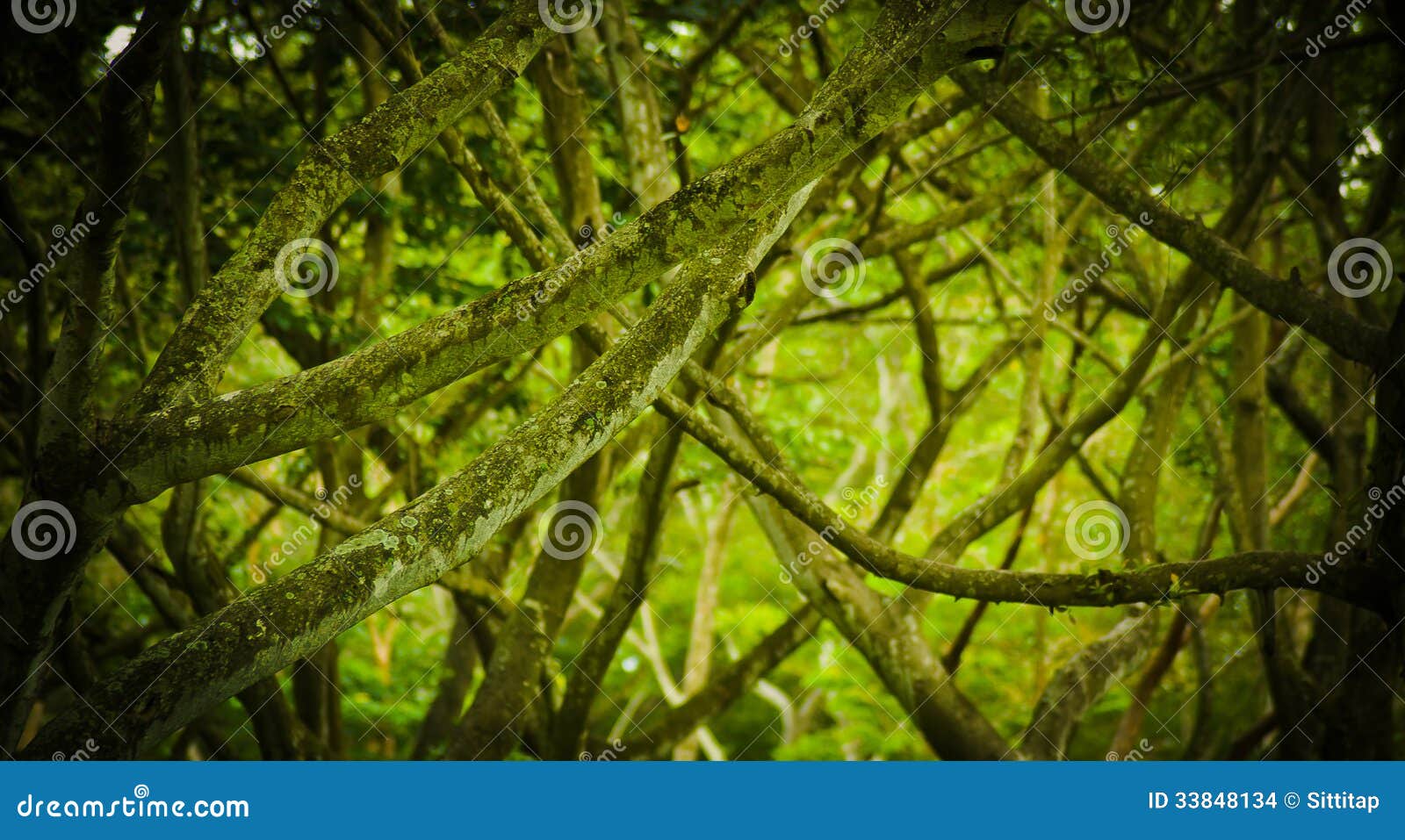 Abstract Branch stock photo. Image of lines, branch, paint - 33848134