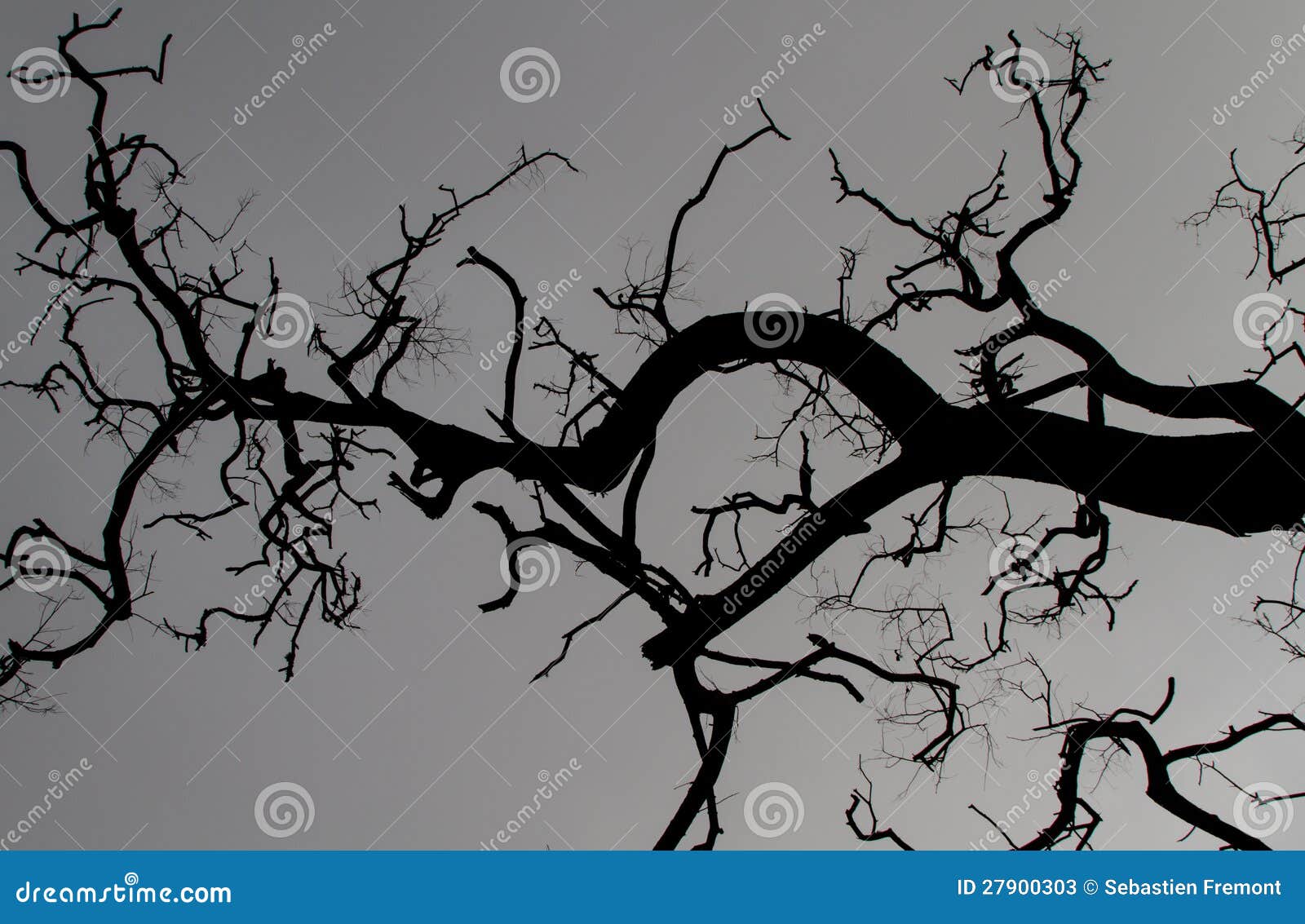 Abstract branches stock image. Image of tree, design - 27900303