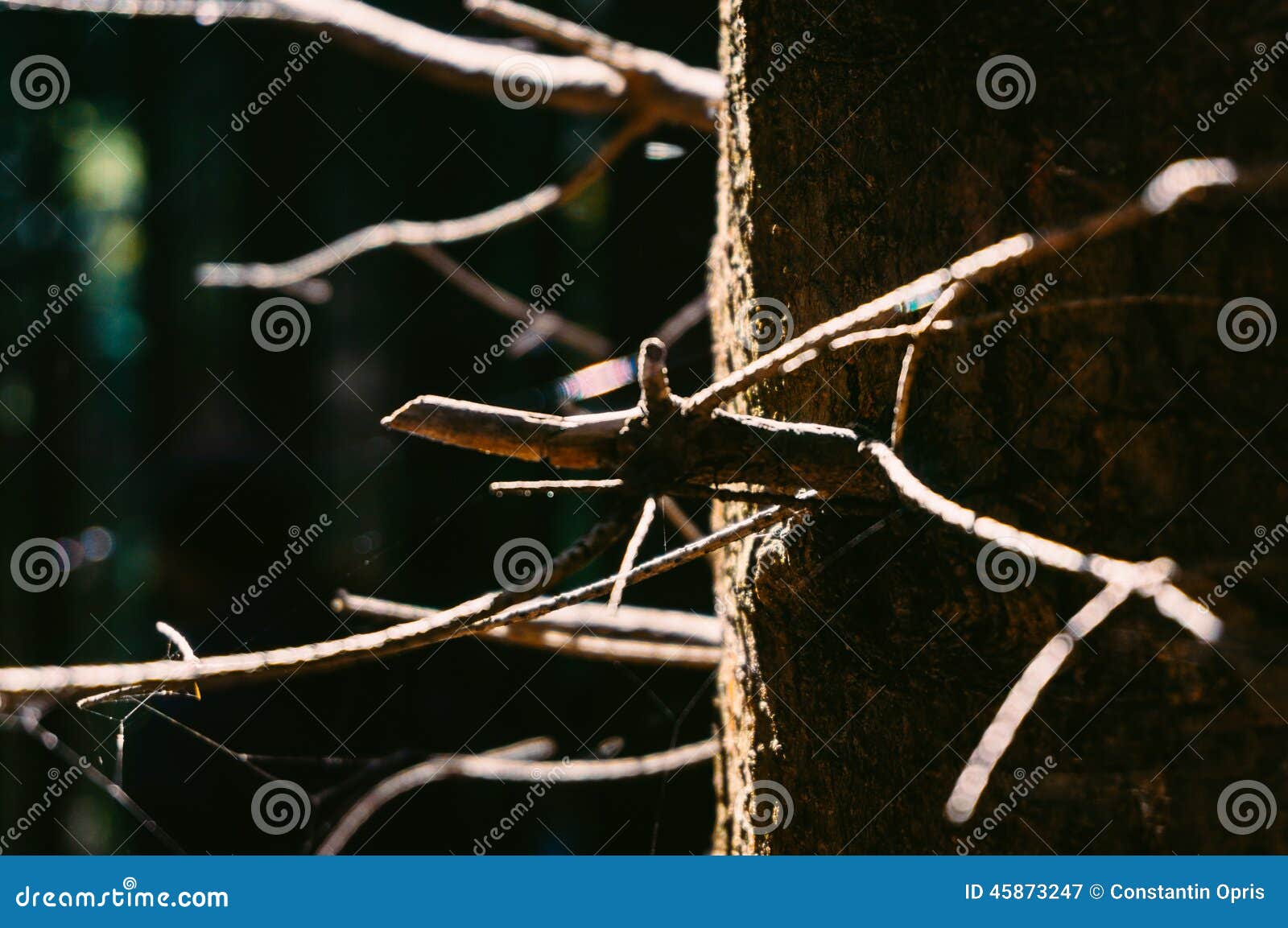Abstract branches stock image. Image of vegetation, fall - 45873247