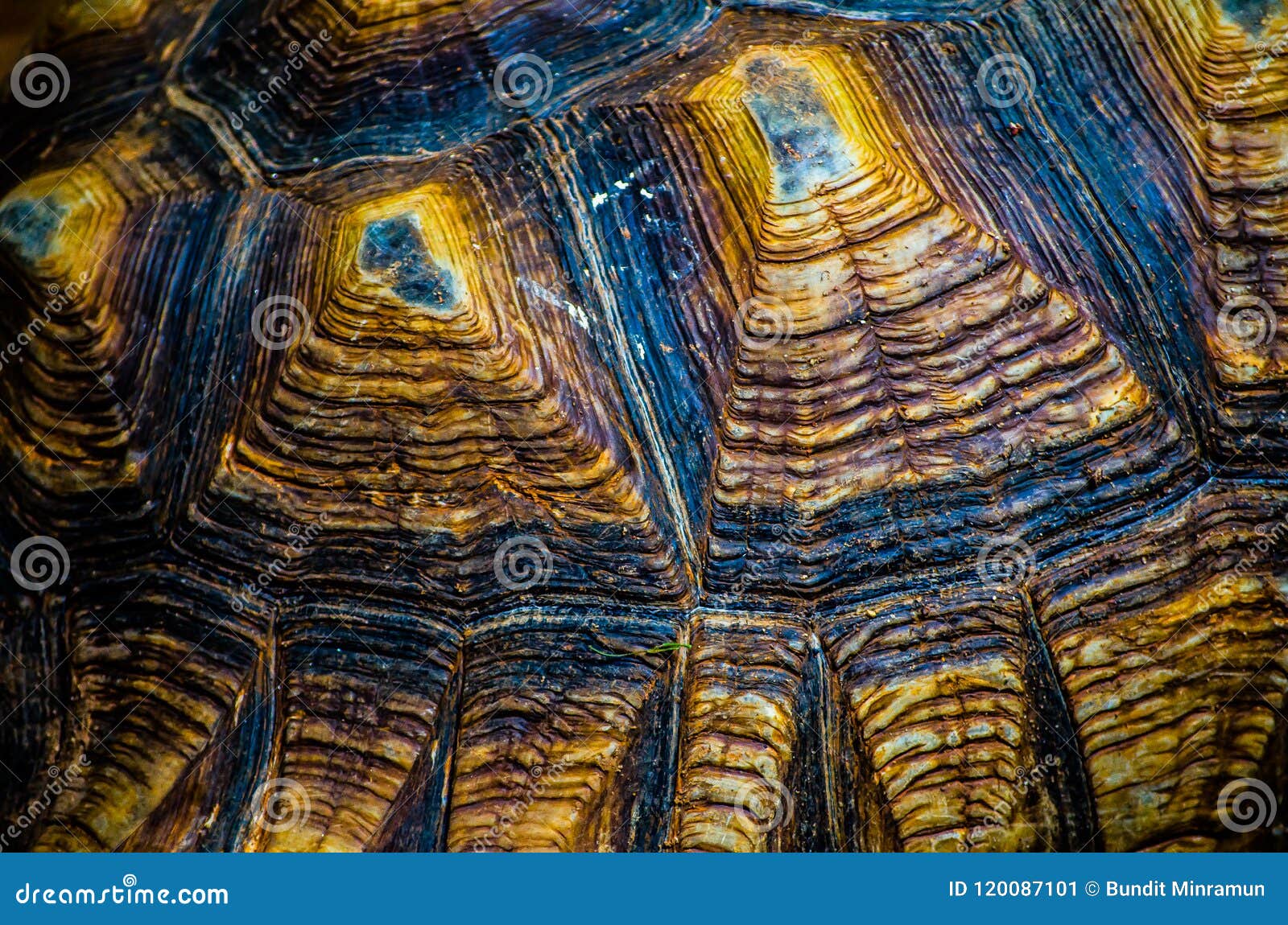 Abstract Brown Pattern of Sulcata Tortoise Shell in Close Up. Stock ...