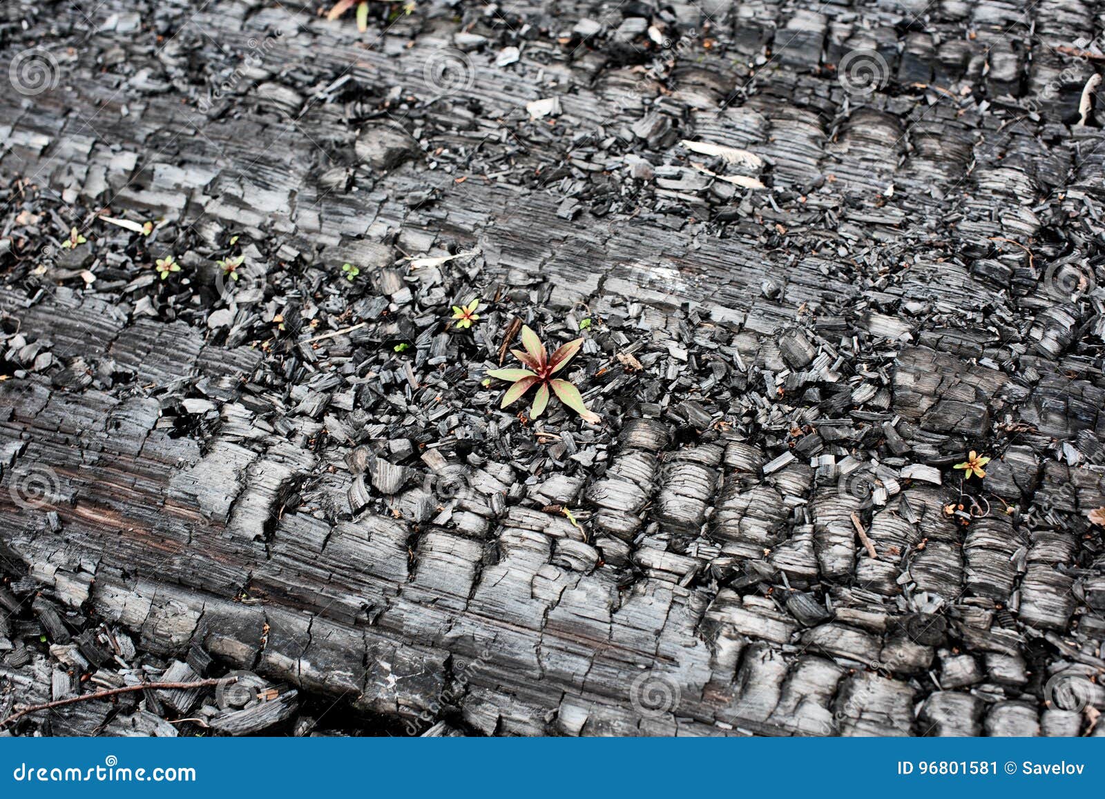 Abstract Burnt Orange Watercolor Background. Watercolor Background For ...