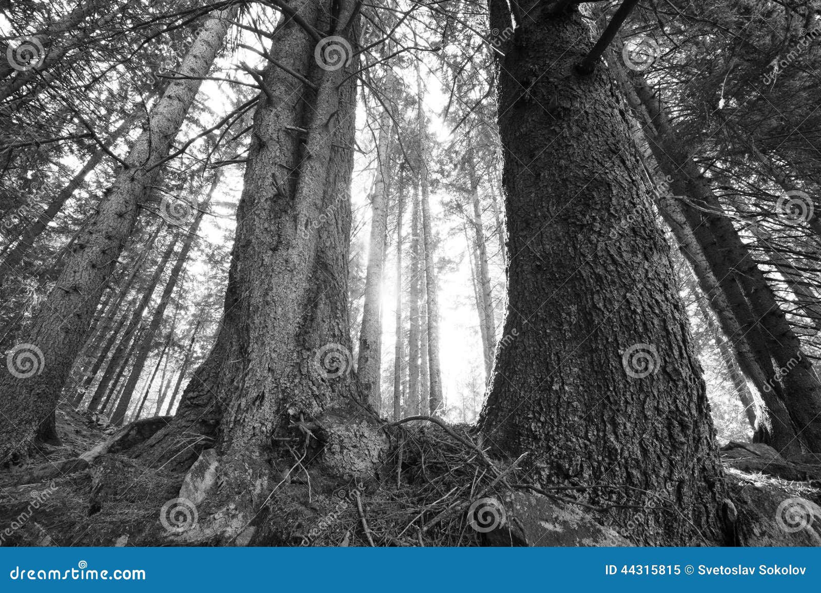Abstract bw autumn forest stock image. Image of festive - 44315815