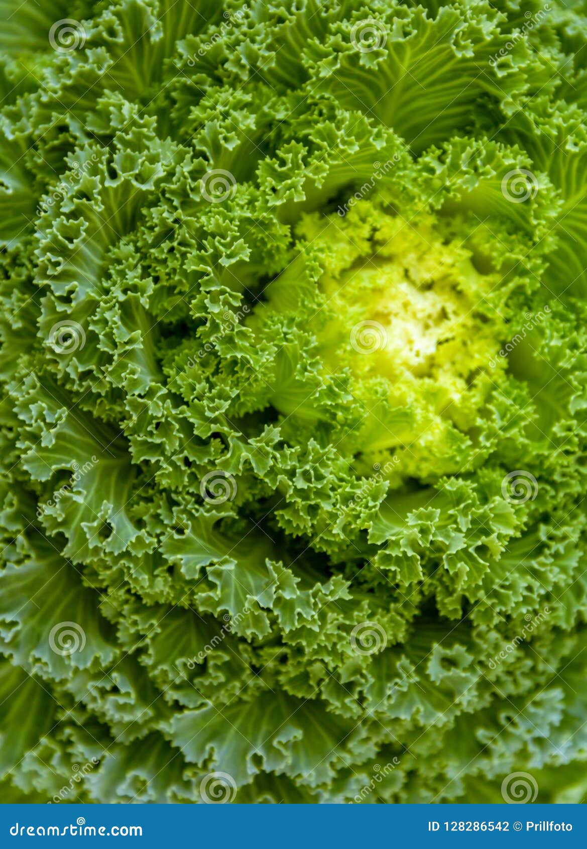Abstract cabbage detail stock photo. Image of vegetable - 128286542