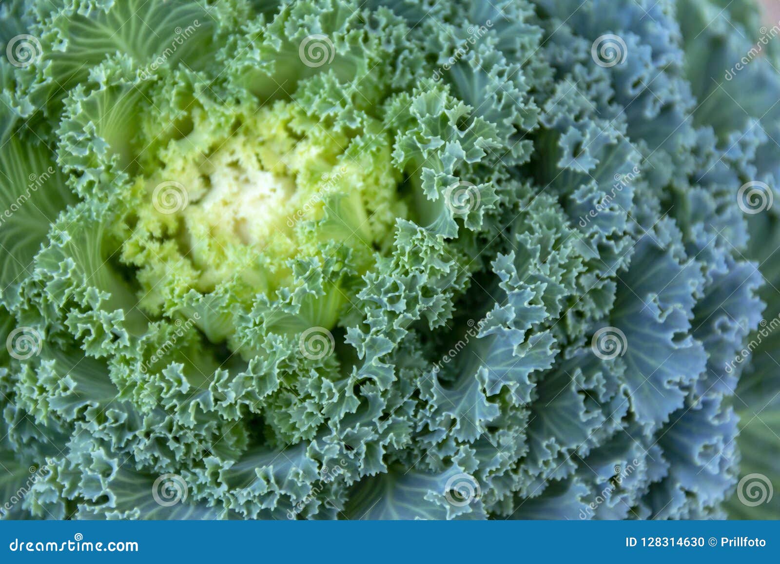 Abstract cabbage detail stock photo. Image of natural - 128314630