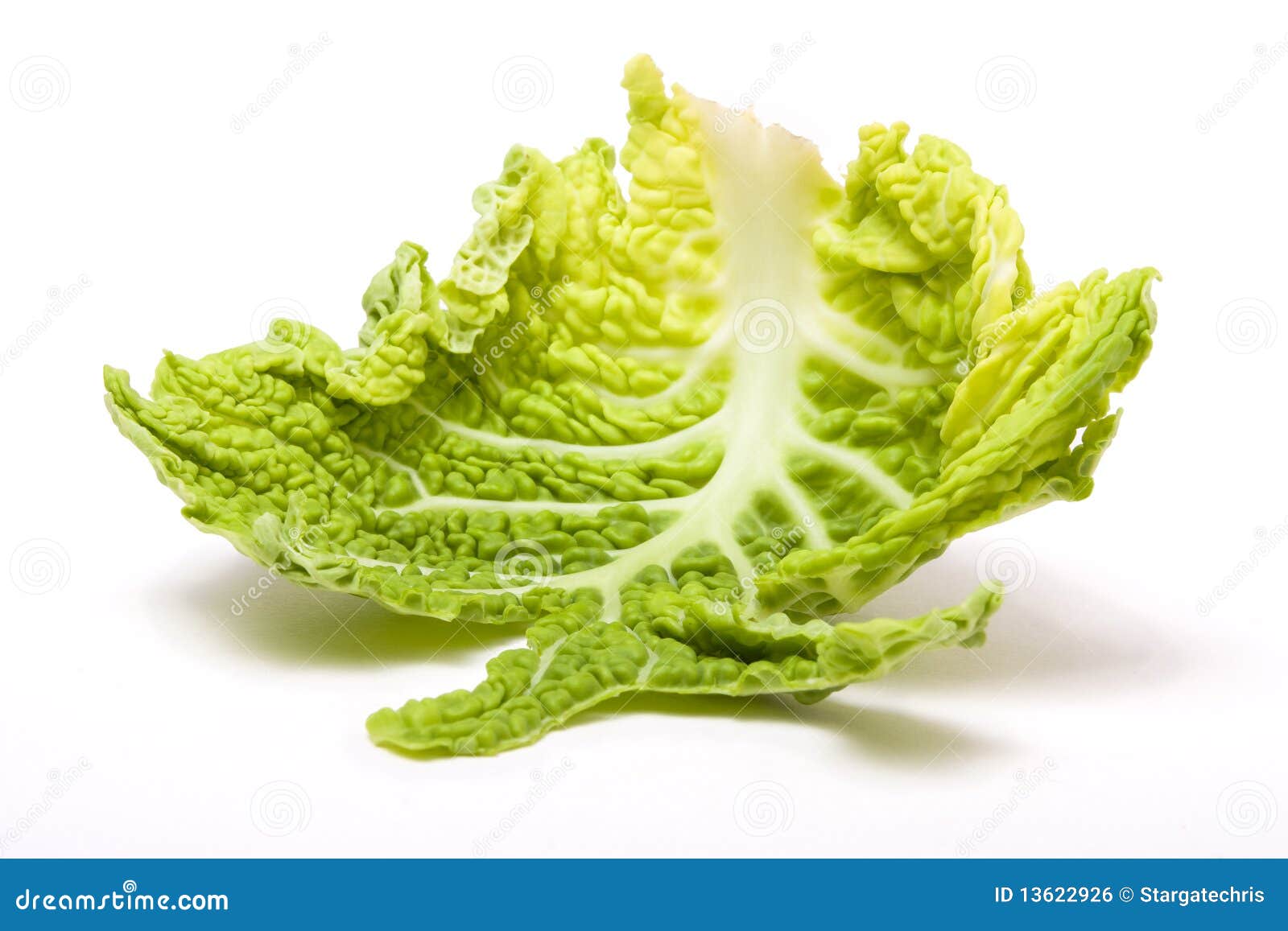 Abstract Cabbage Leaf stock photo. Image of color, vibrant - 13622926