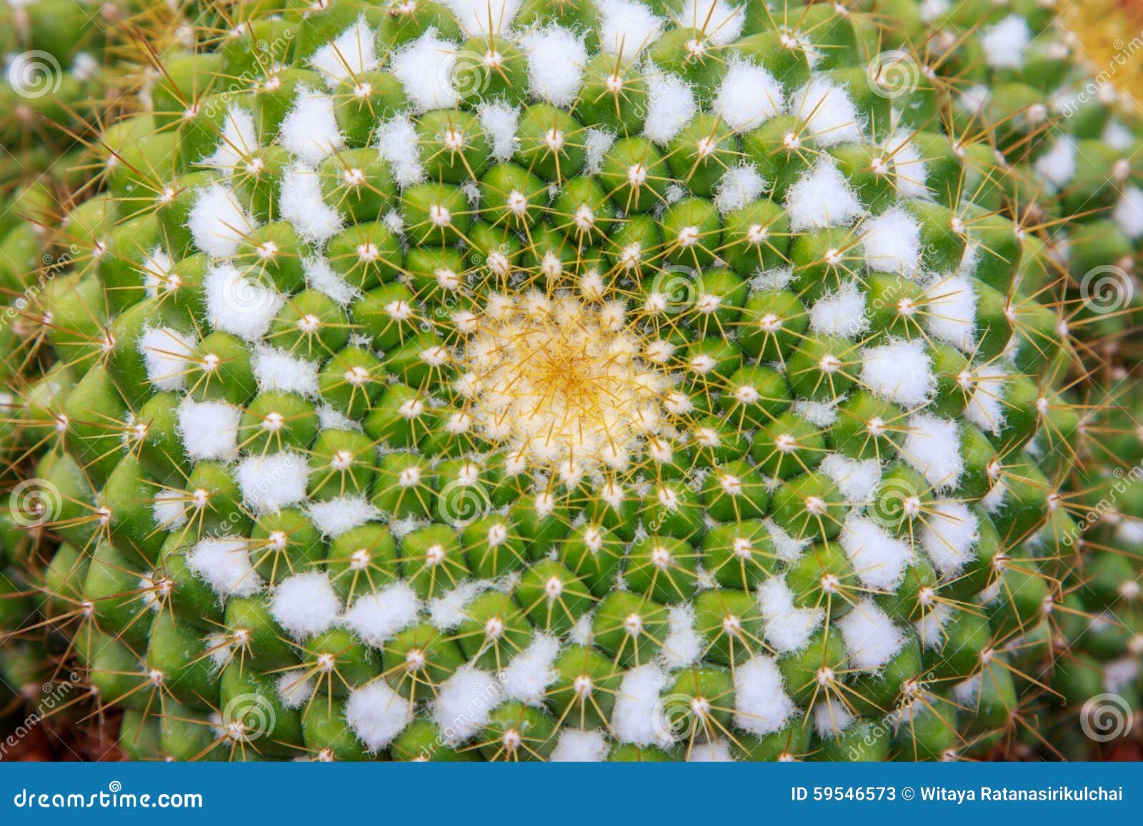 Abstract Cactus Top View Background Stock Image - Image of smooth ...