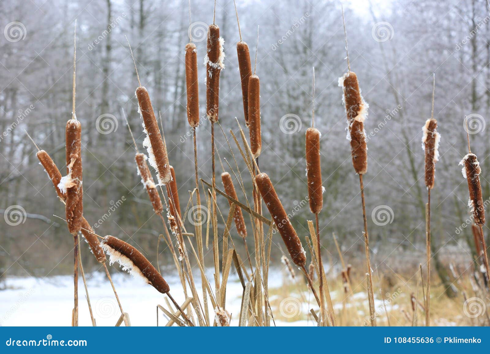 Abstract cane bush stock photo. Image of white, snowy - 108455636