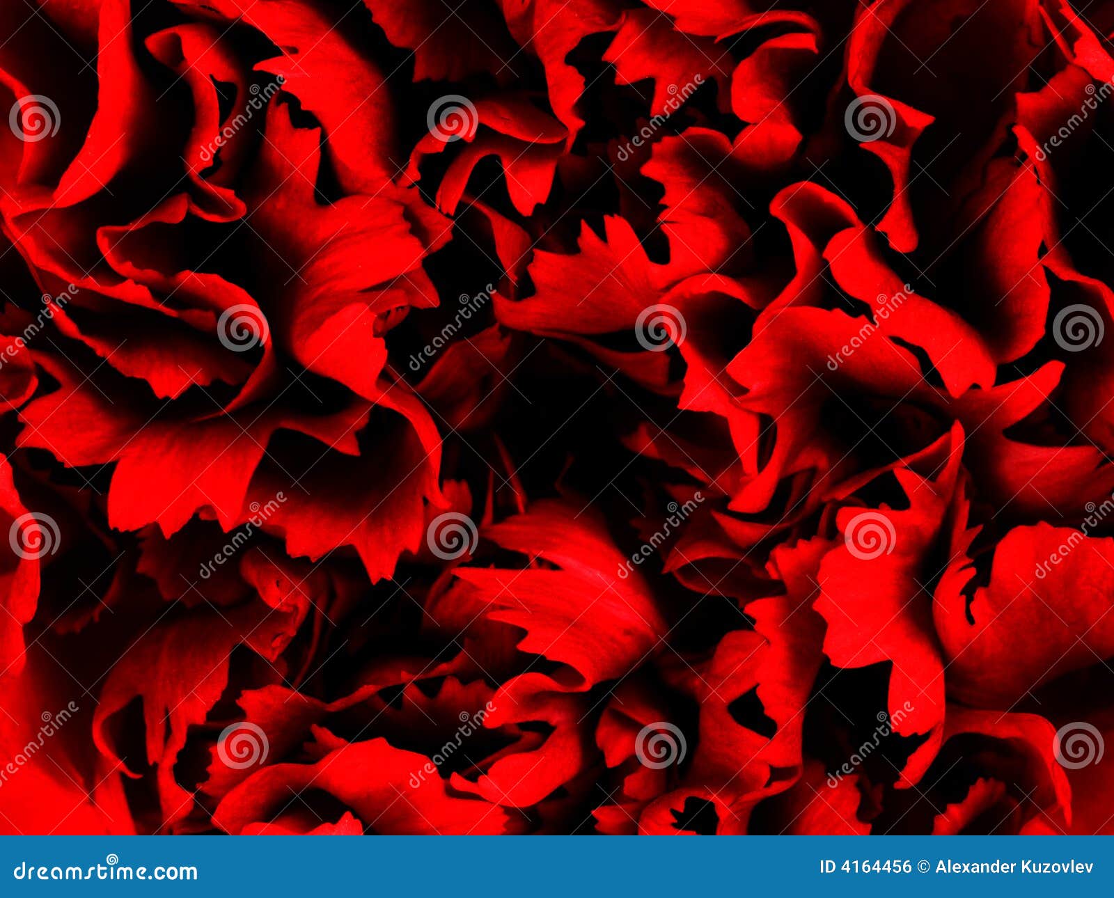 Abstract carnation flower stock photo. Image of core, fragility - 4164456