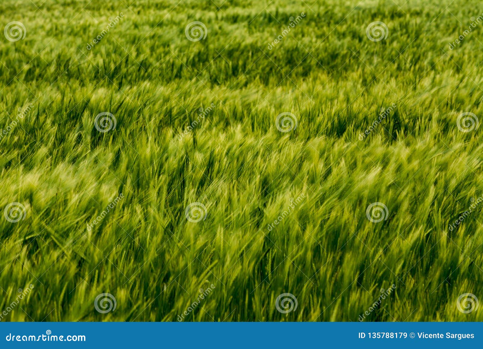 Abstract Cereal Green Field Blured Spikes Stock Image - Image of bran ...